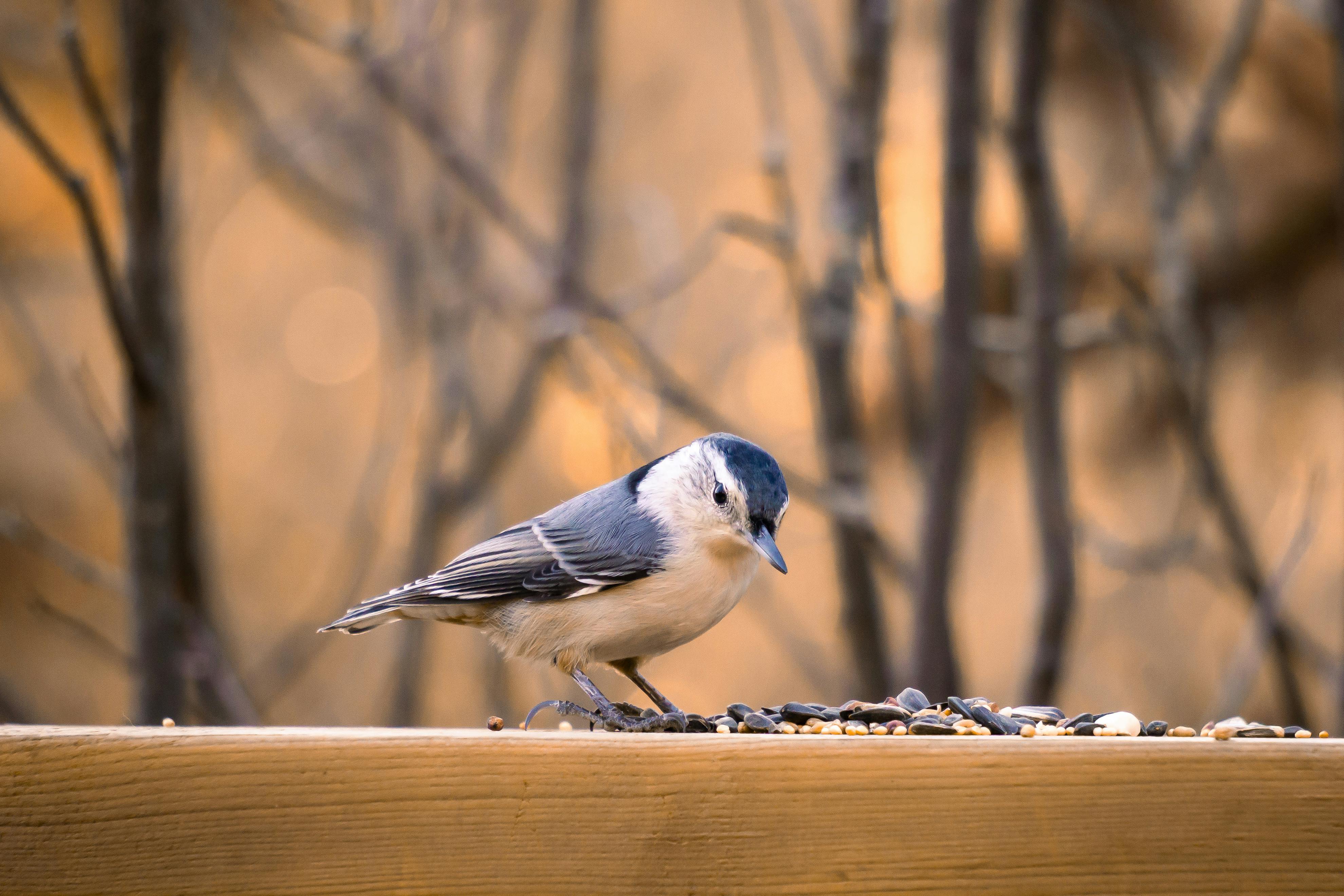 White Breasted Nuthatch in Autumn · Free Stock Photo