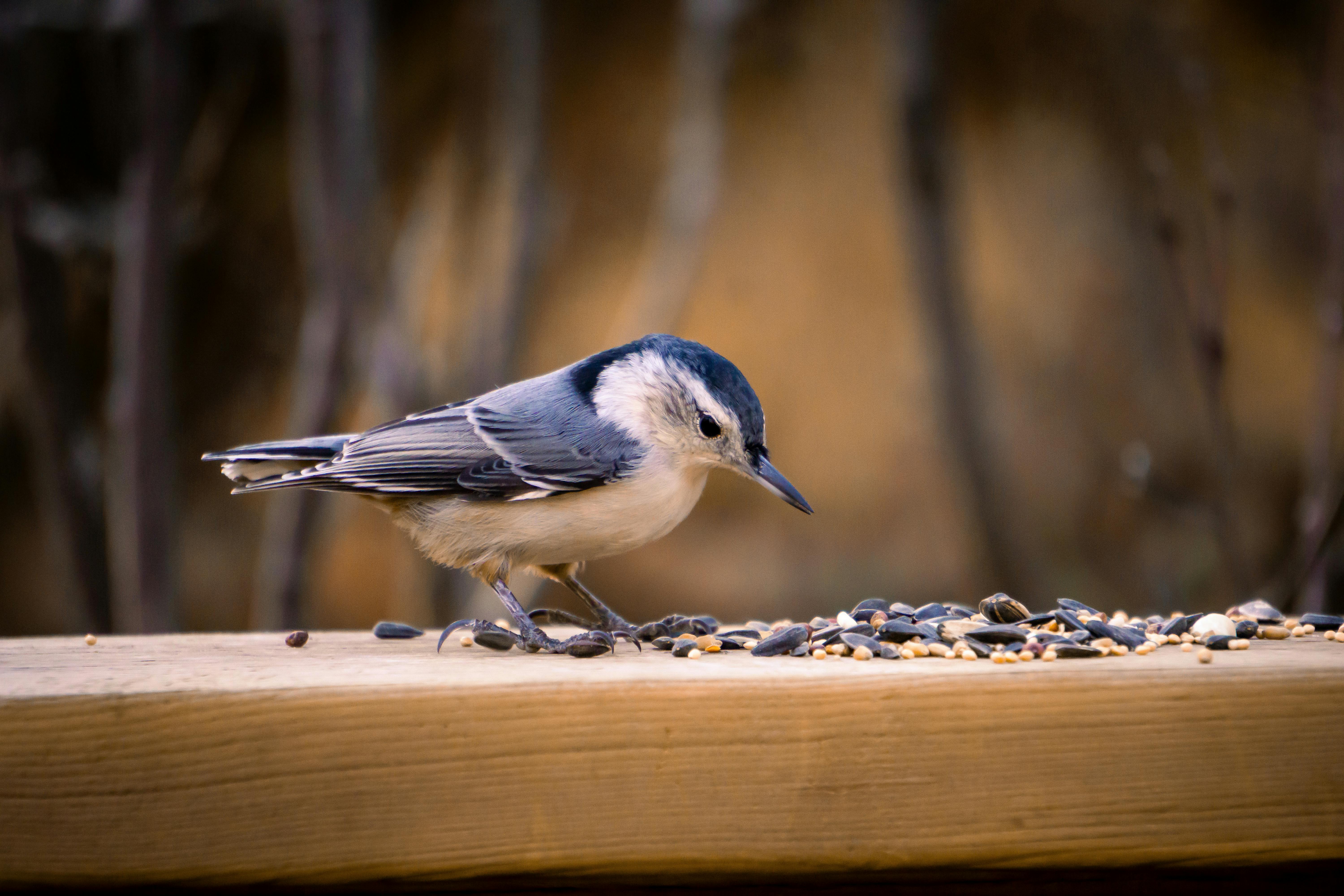 White Breasted Nuthatch by Scattered Seeds · Free Stock Photo