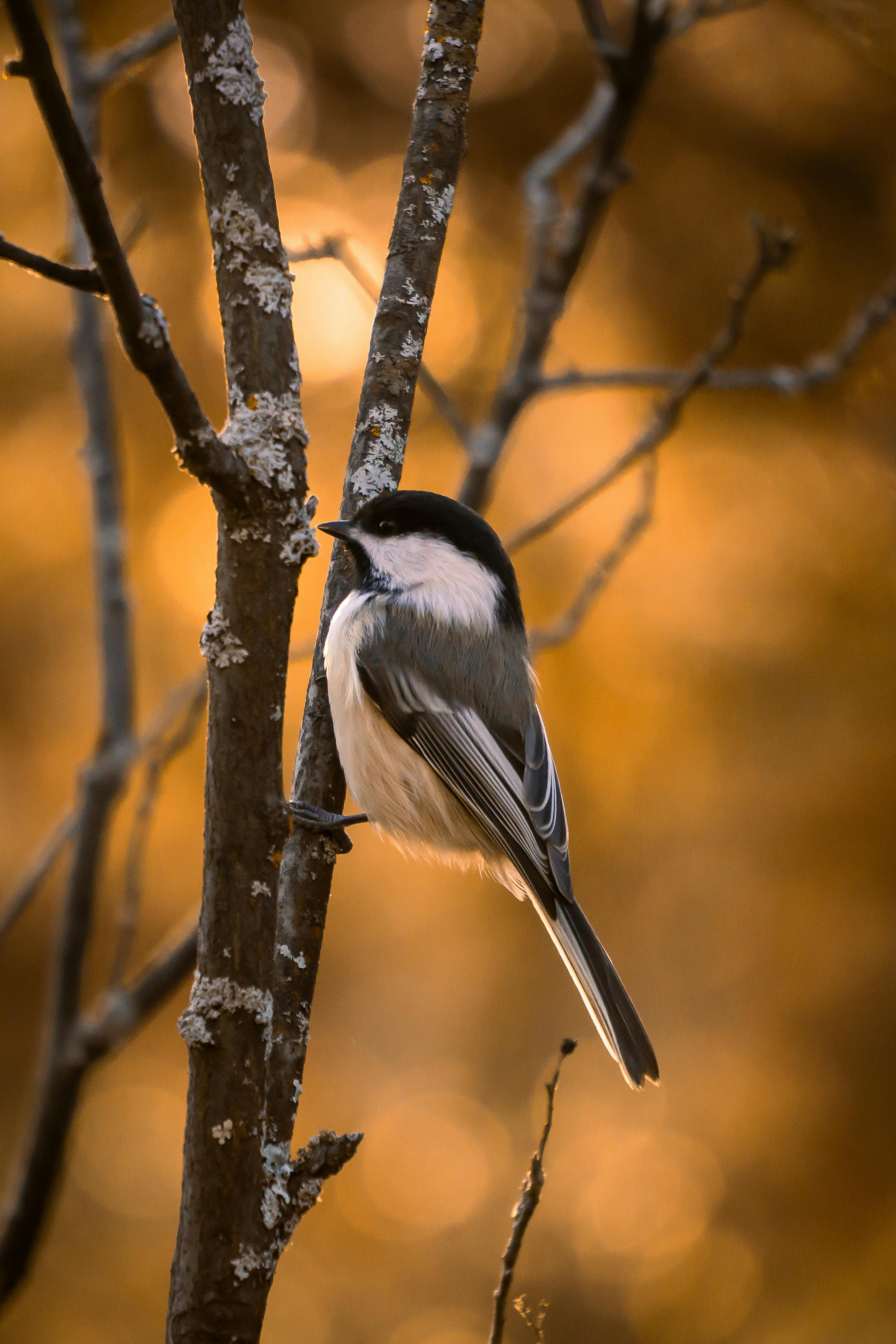 Small Black-capped Chickadee · Free Stock Photo