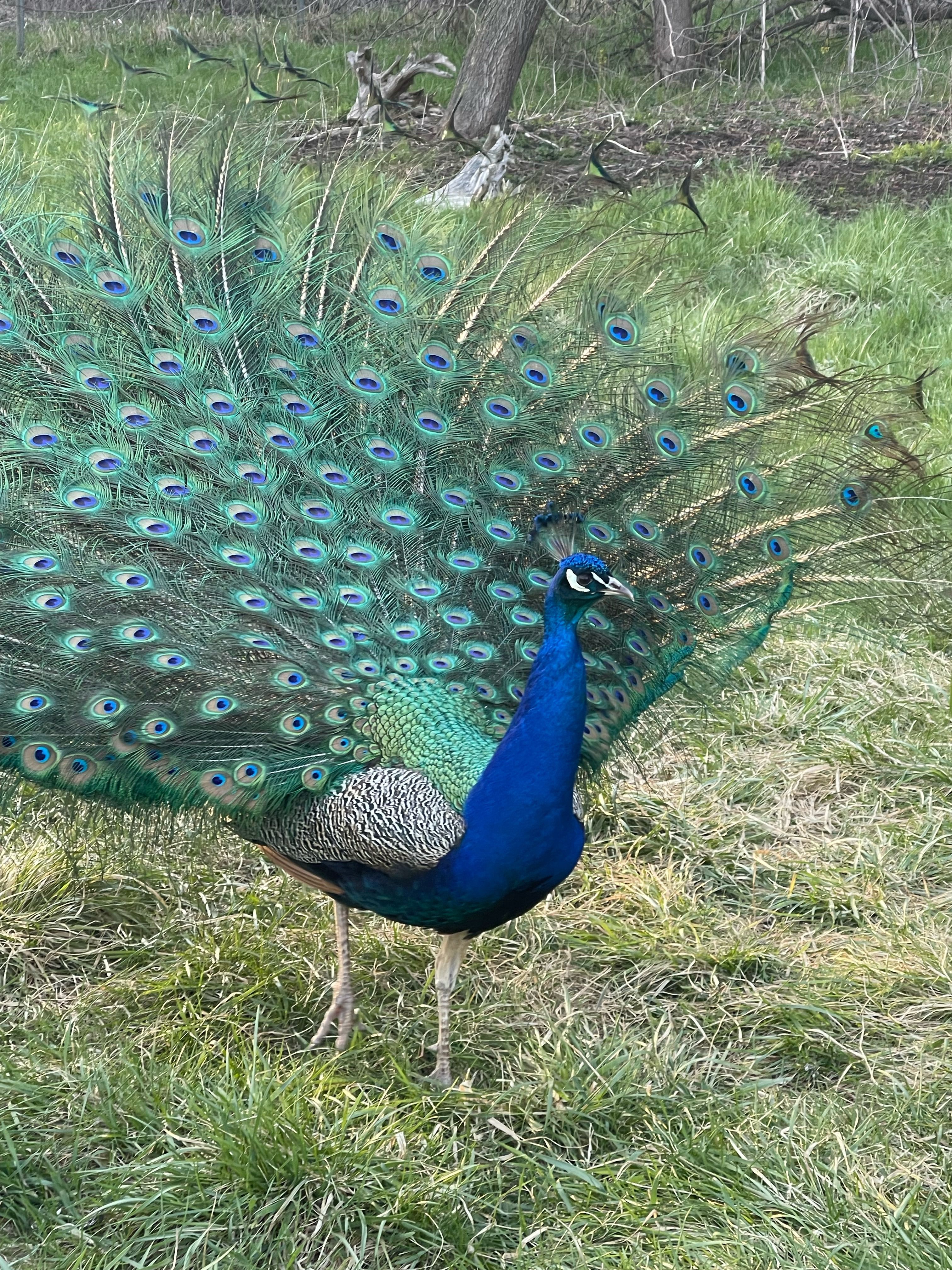 Peacock in Nature · Free Stock Photo