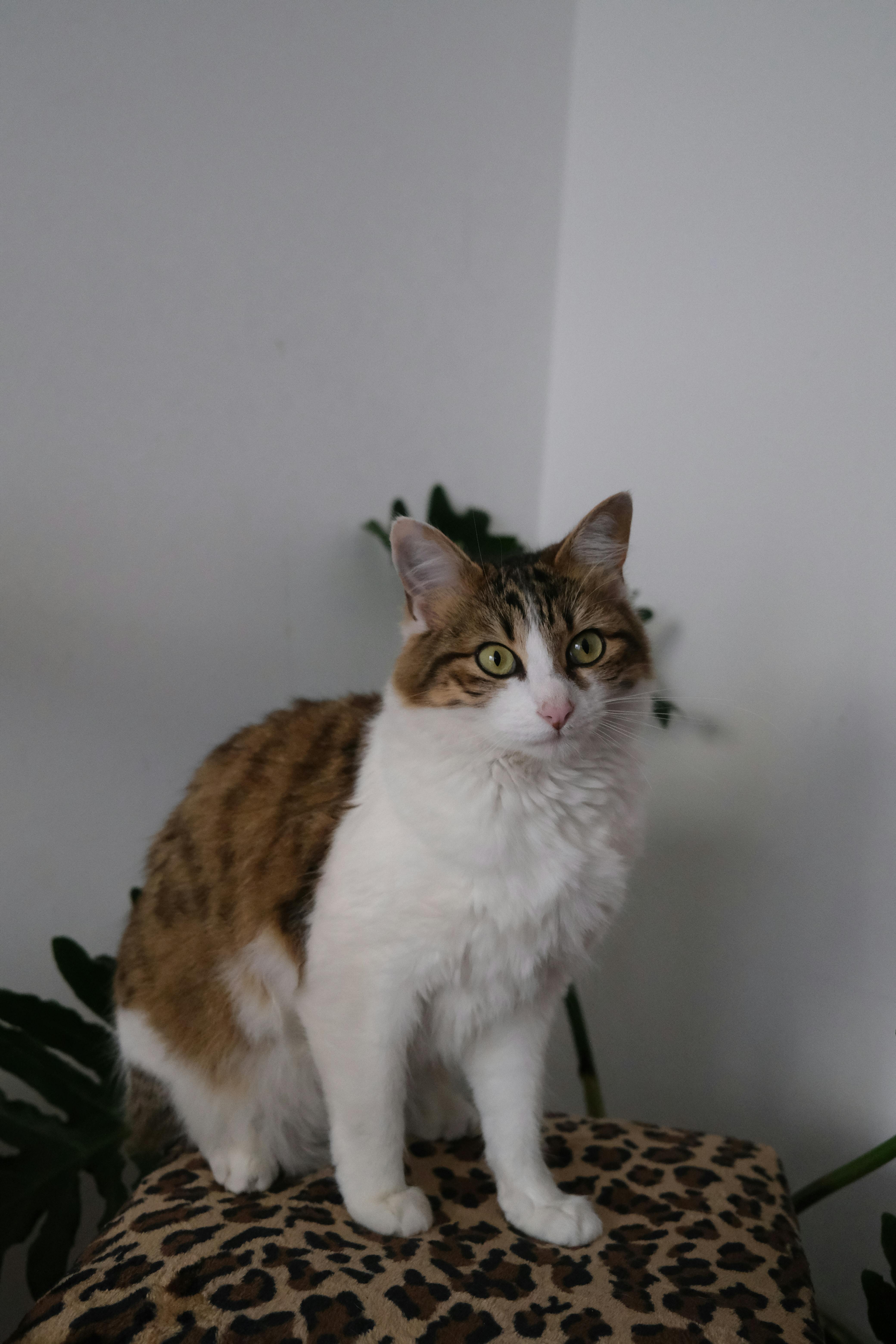 Cat Banner Photos, Download The BEST Free Cat Banner Stock Photos & HD ...