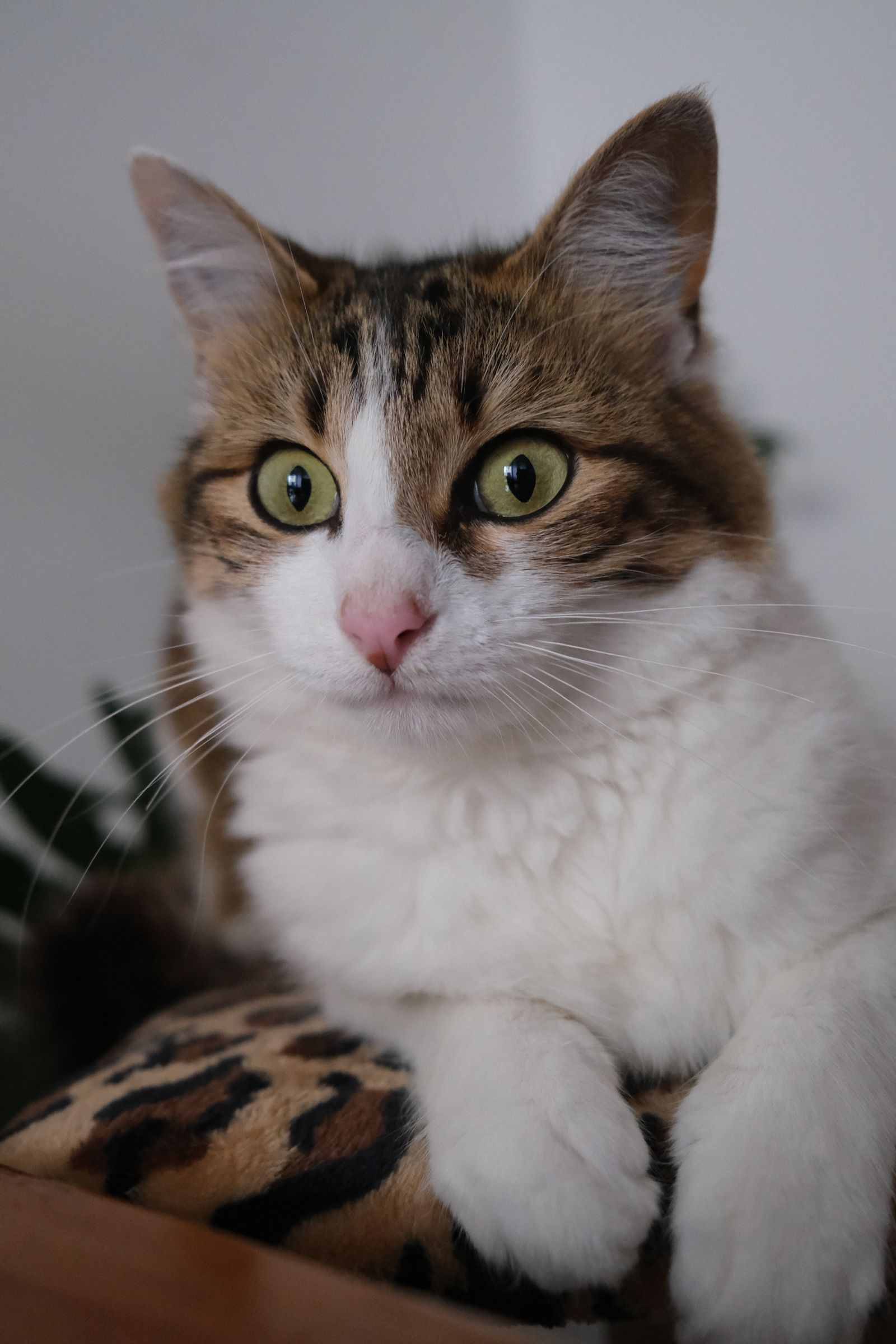 Surprised Cat Photos, Download The BEST Free Surprised Cat Stock Photos ...