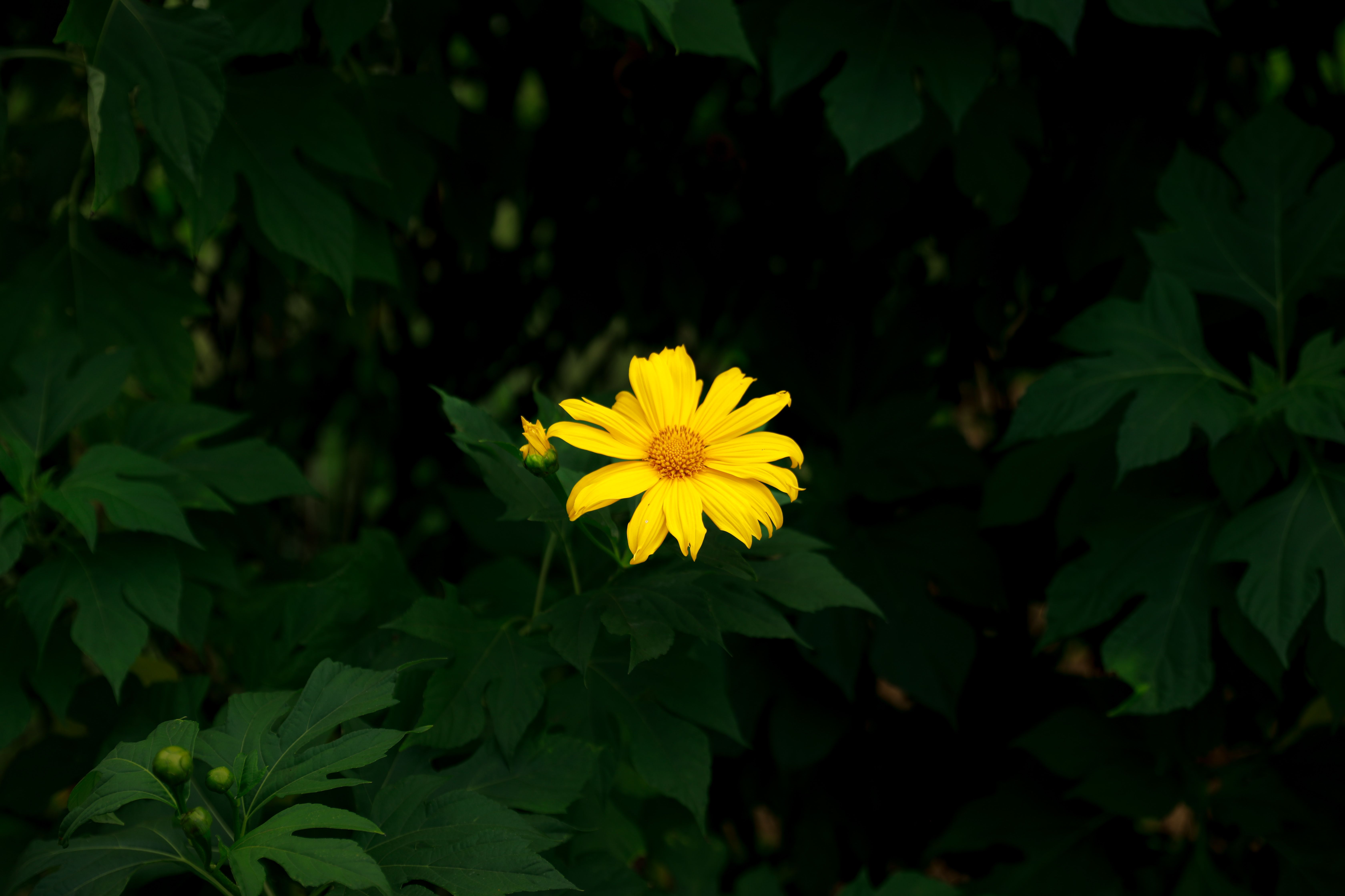 Yellow Flower among Leaves · Free Stock Photo