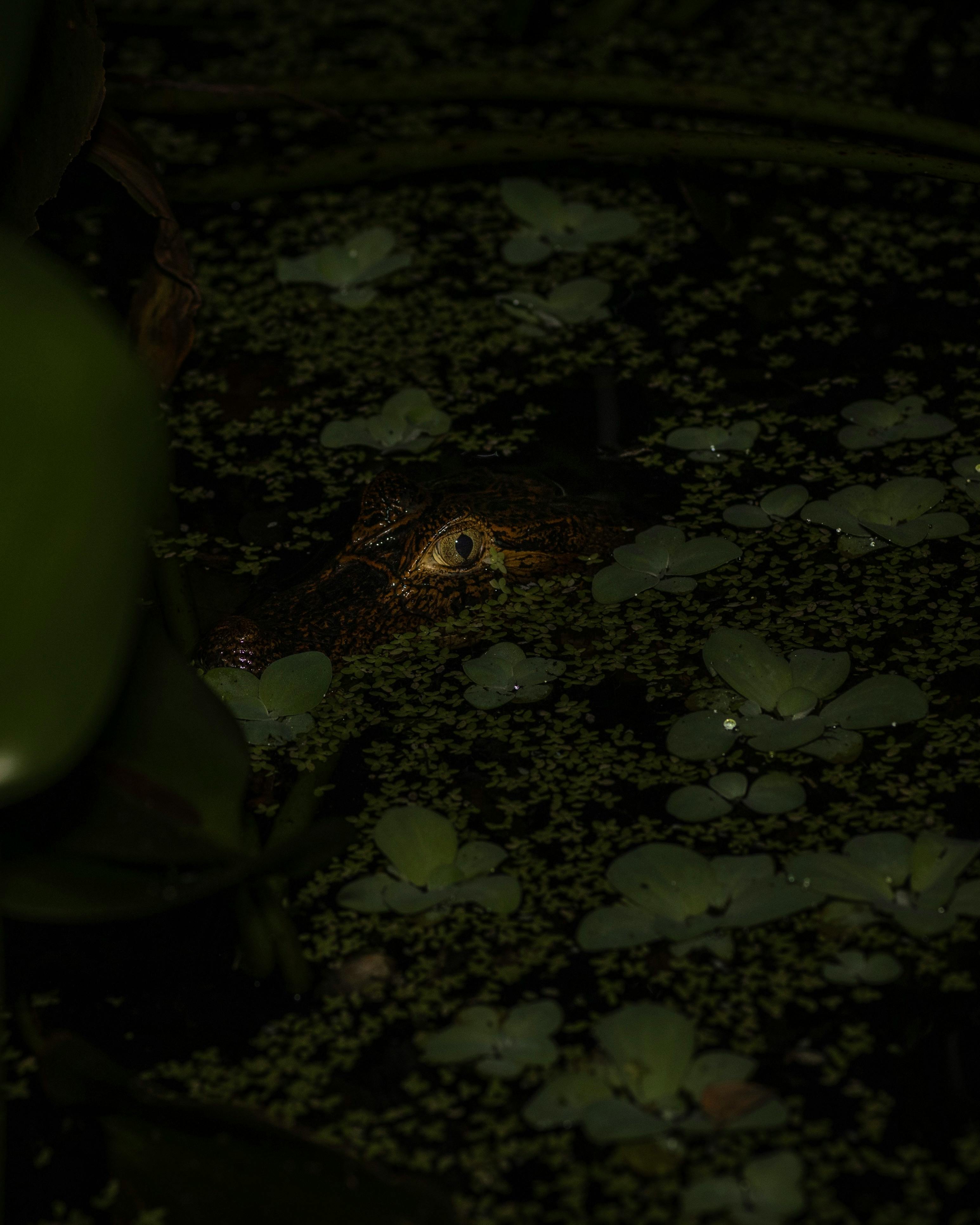 19.591+ Fotos y Imágenes de Ojoa Gratis · Banco de Fotos Gratis