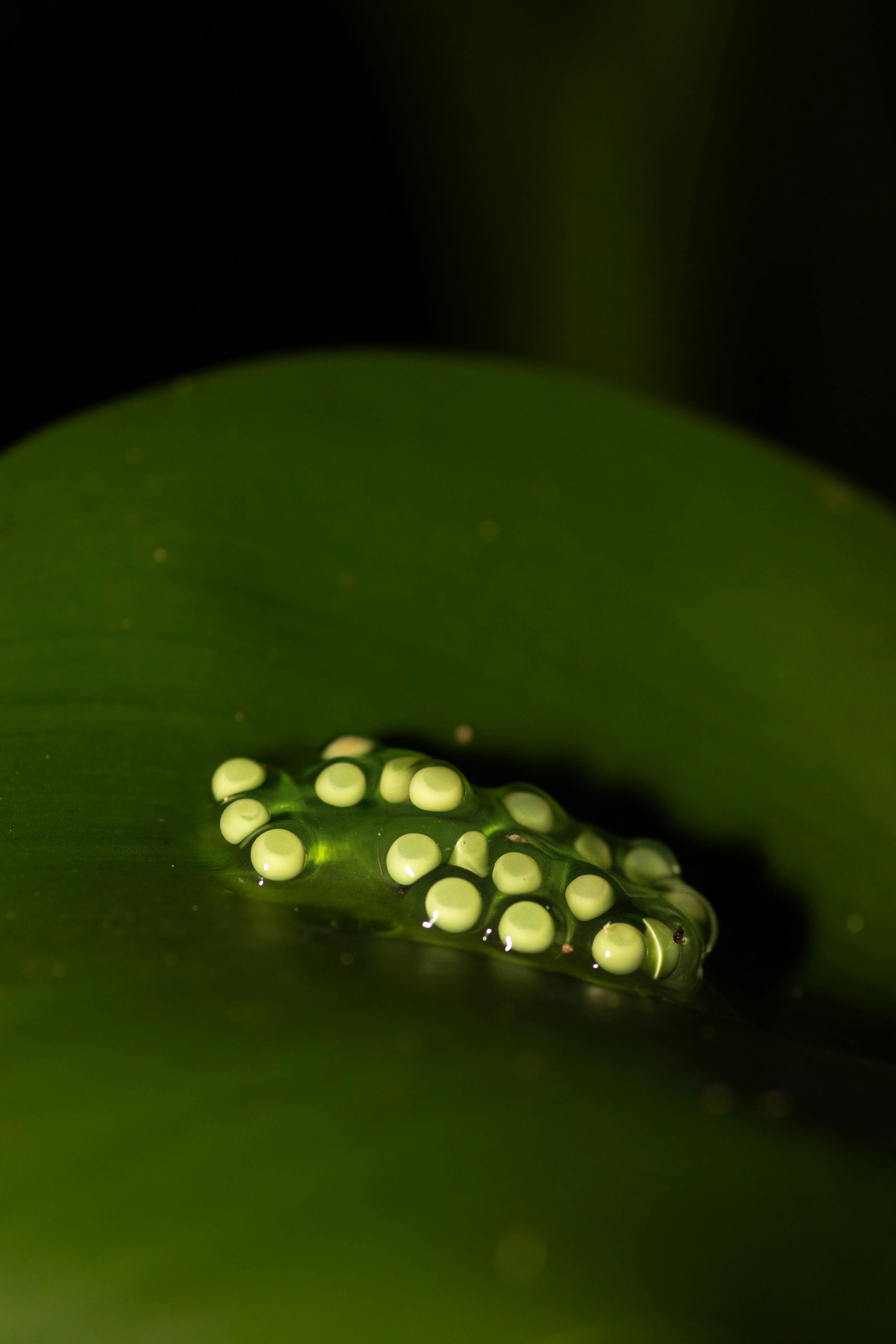 Huevos de rana · Free Stock Photo