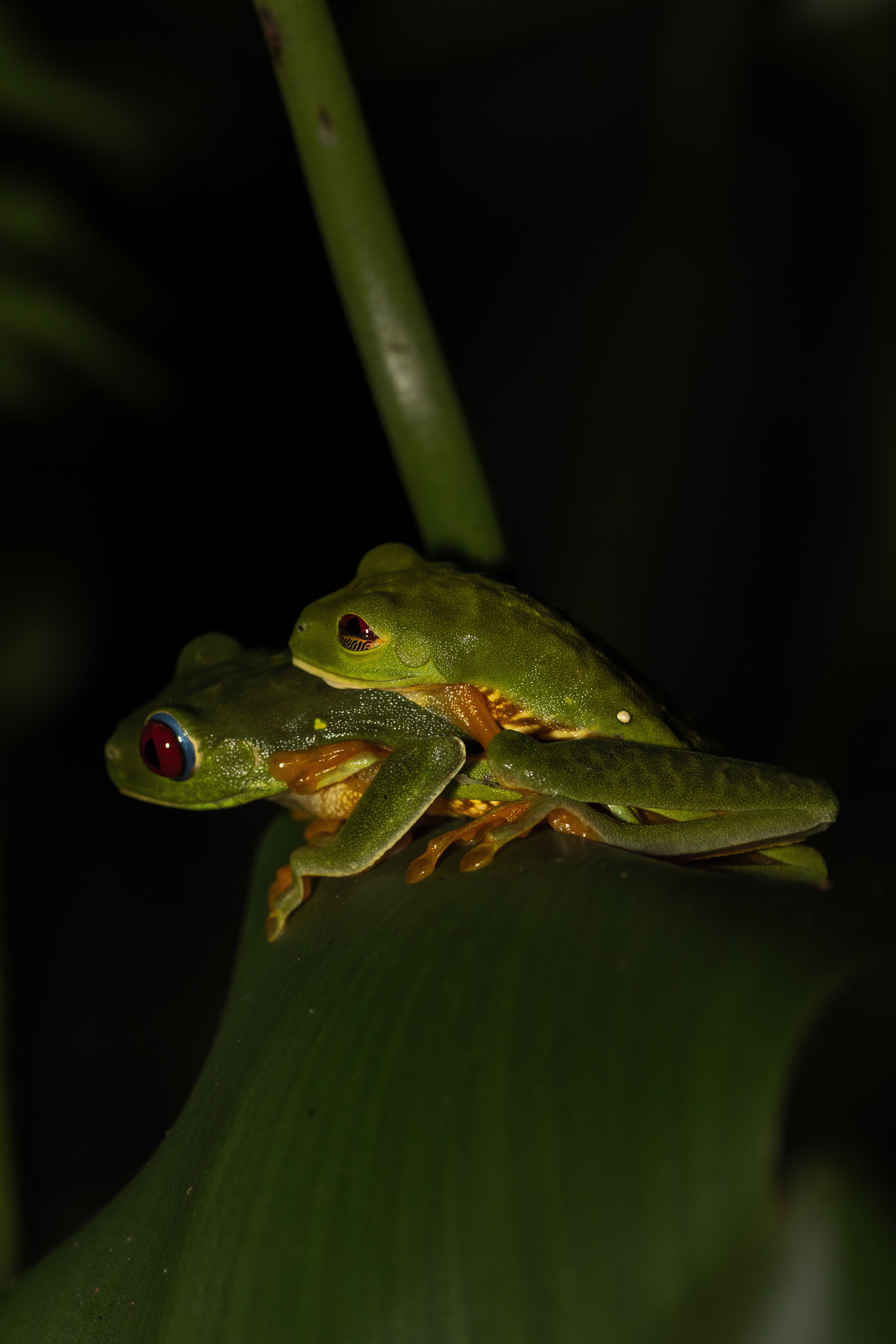 Close up of Green Frogs · Free Stock Photo