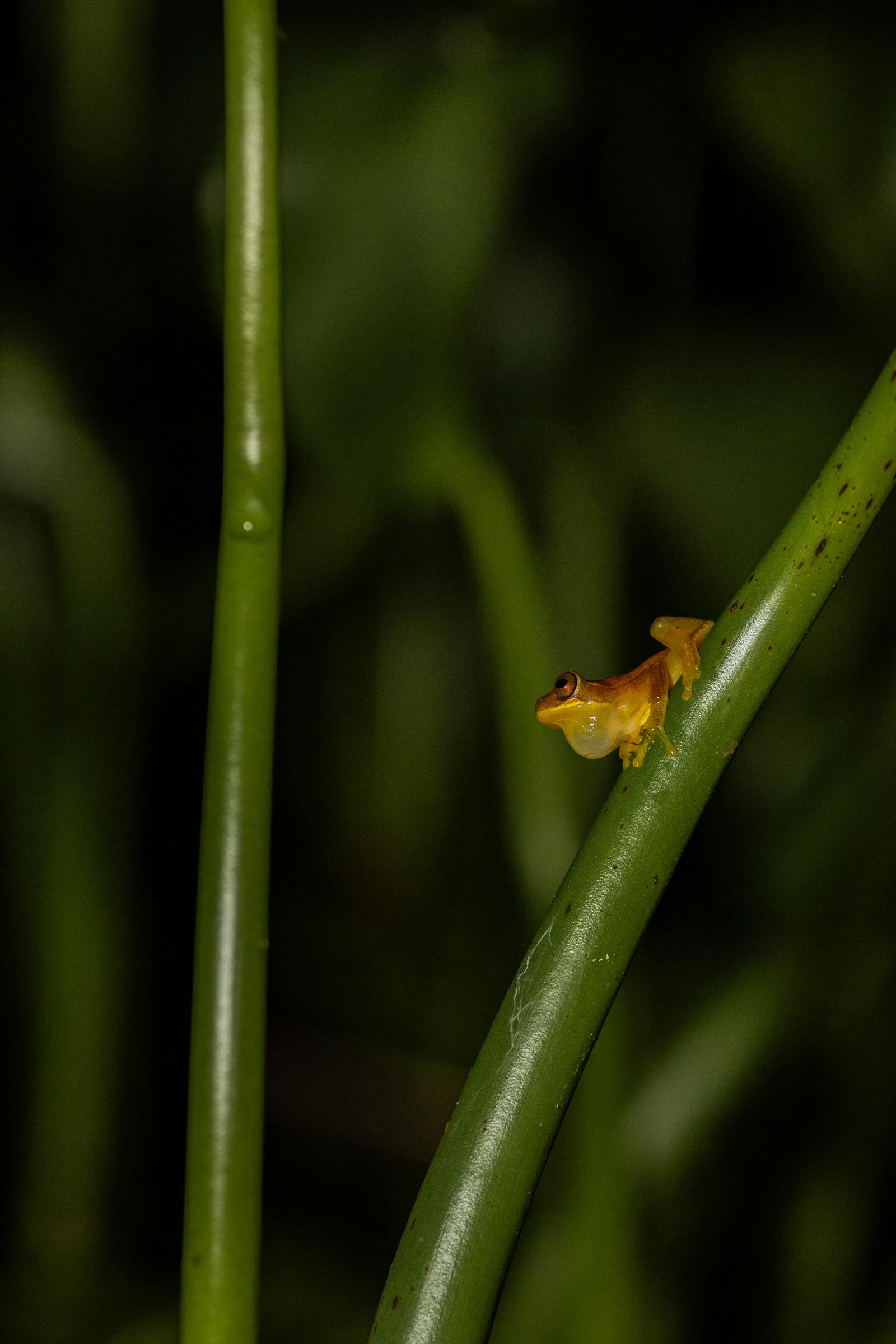 Cute Frog Photos, Download The BEST Free Cute Frog Stock Photos & HD Images