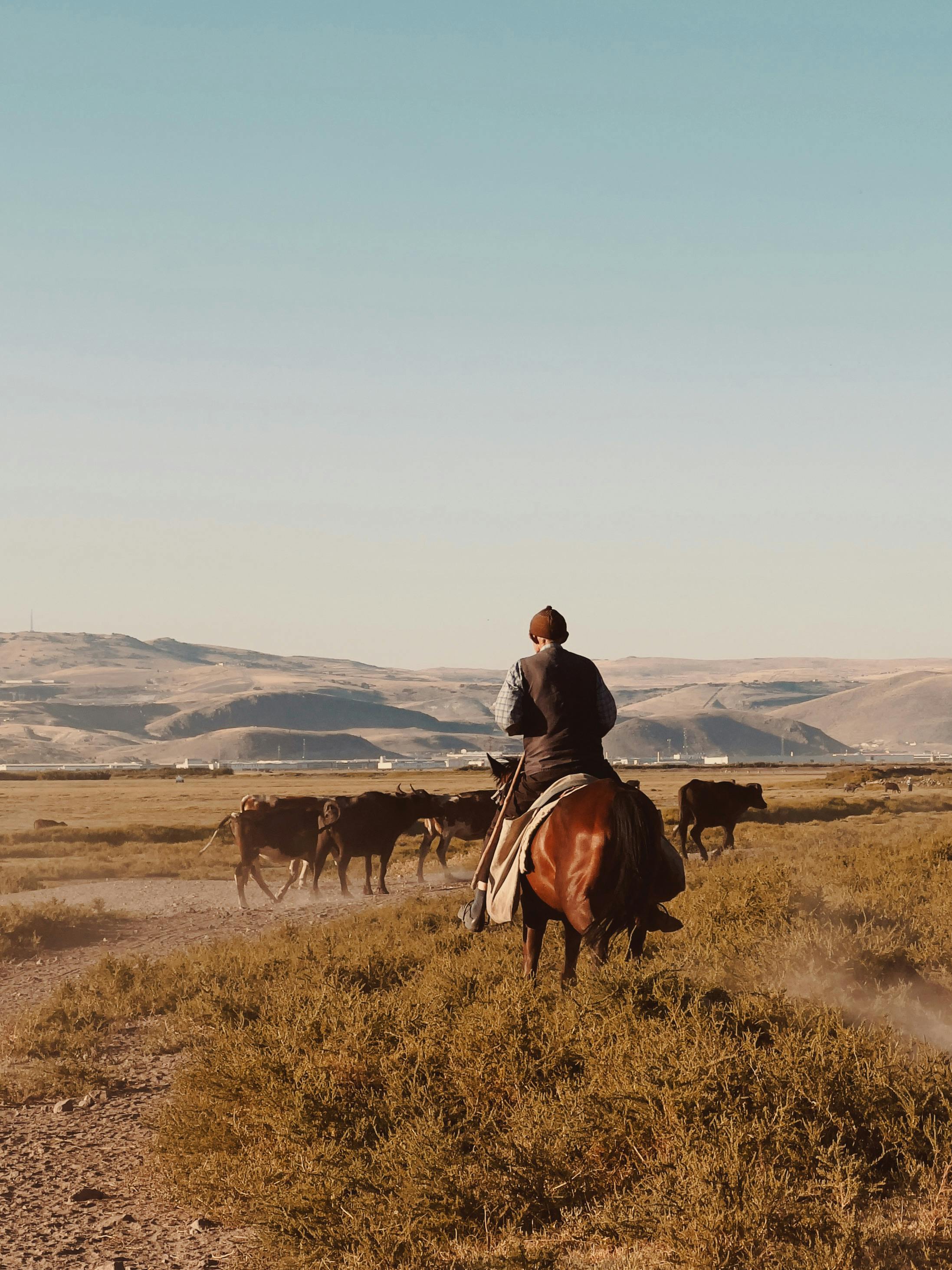 Man Riding Horse behind Cattle Herd · Free Stock Photo