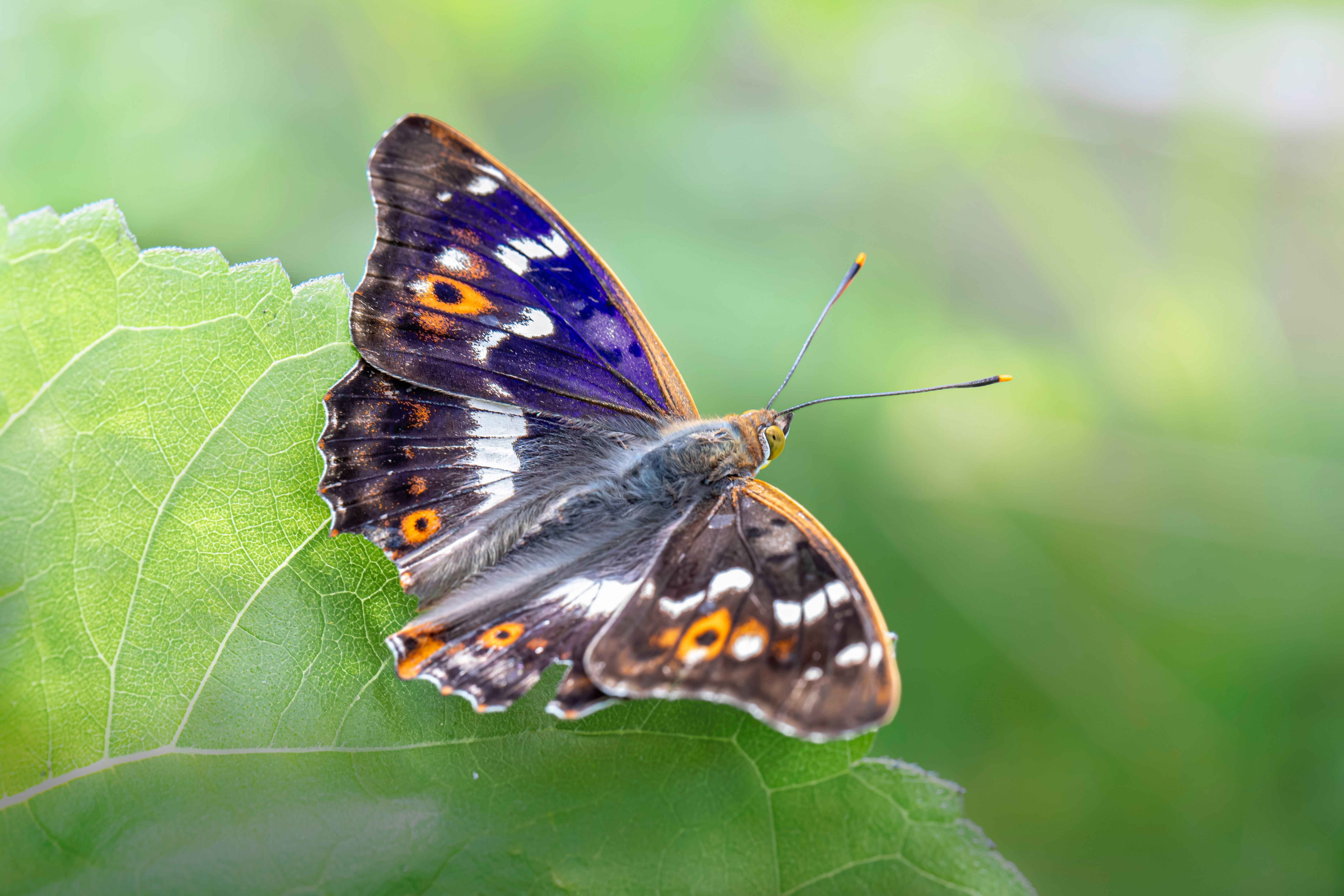 Blue White Garden Butterfly Photos, Download The BEST Free Blue White ...