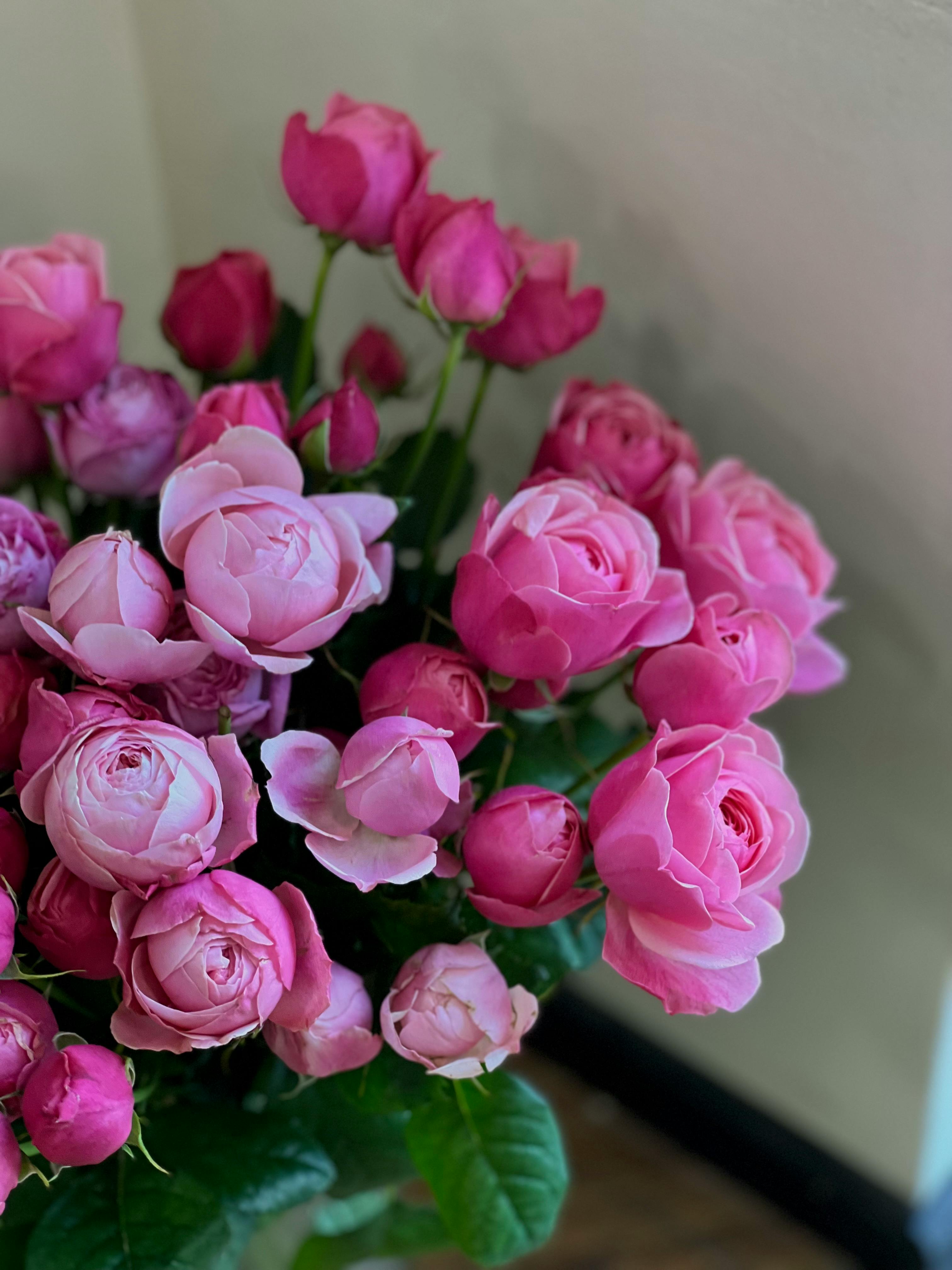 Red Daisies and Pink Roses With Text Overlay · Free Stock Photo