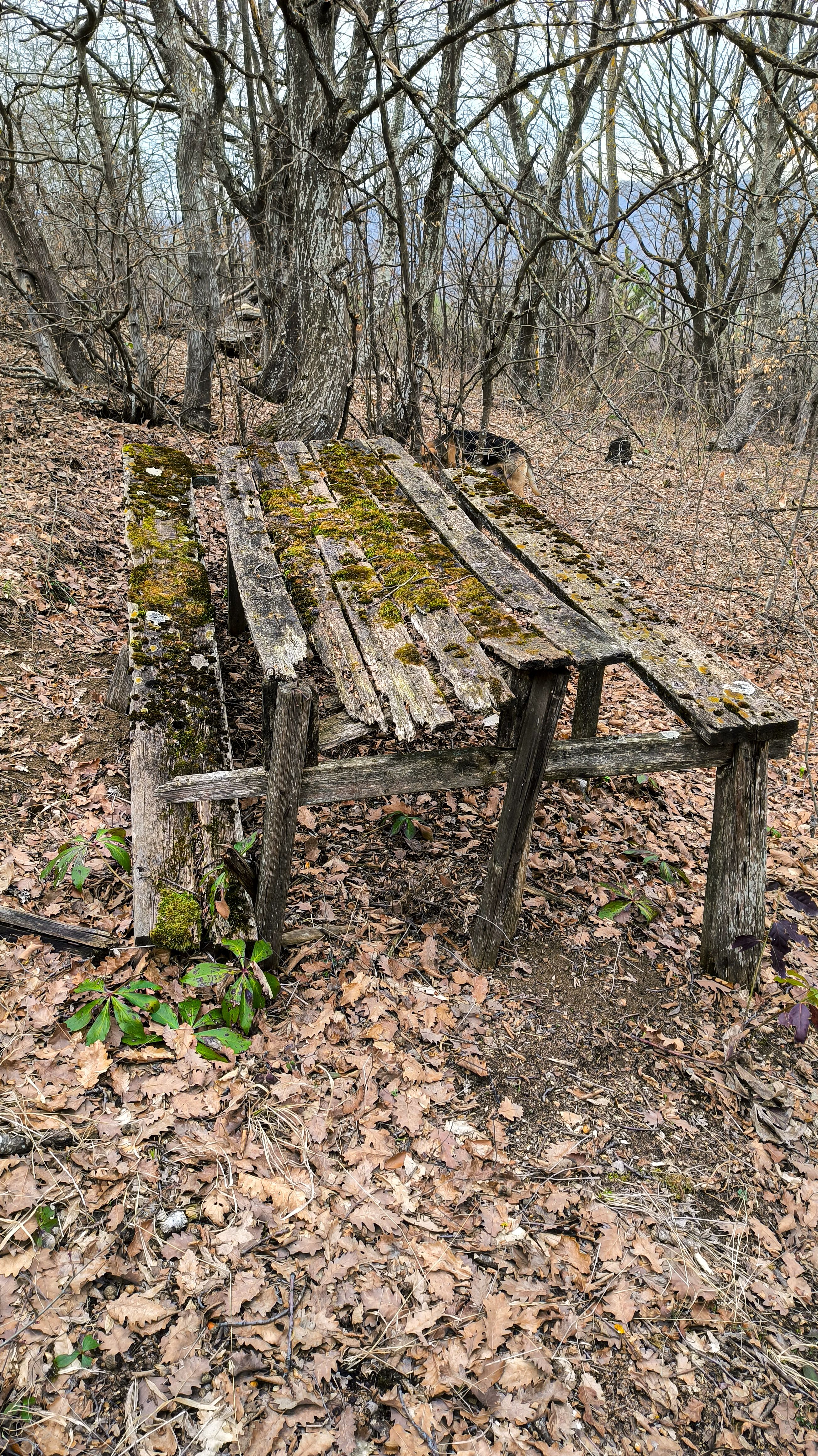 Decaying Wooden Picnic Table · Free Stock Photo
