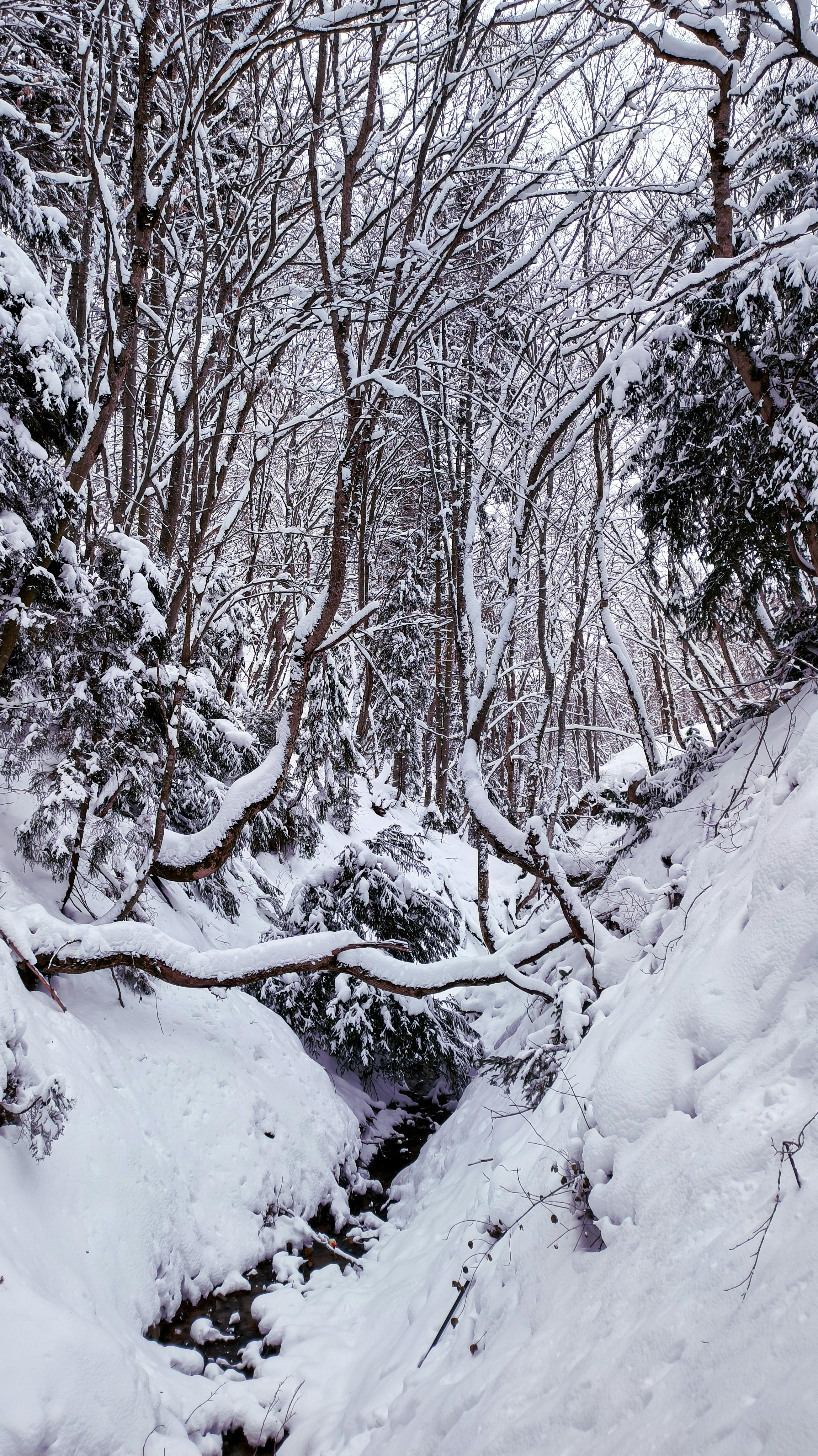 Stream Flowing in a Snow Covered Forest Gully · Free Stock Photo