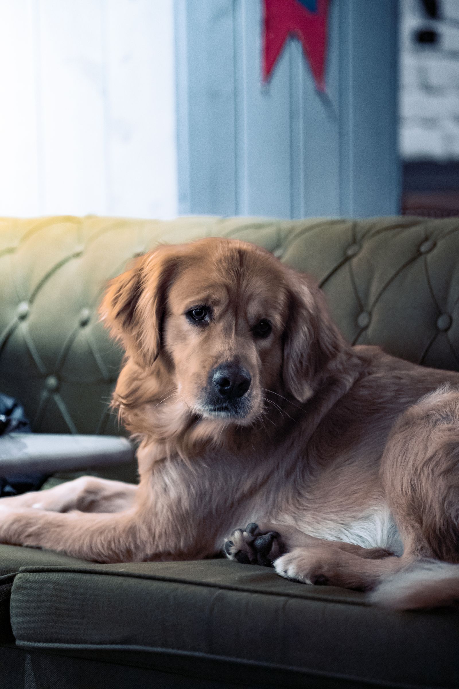 Golden Retriever Dog Photos, Download The BEST Free Golden Retriever ...