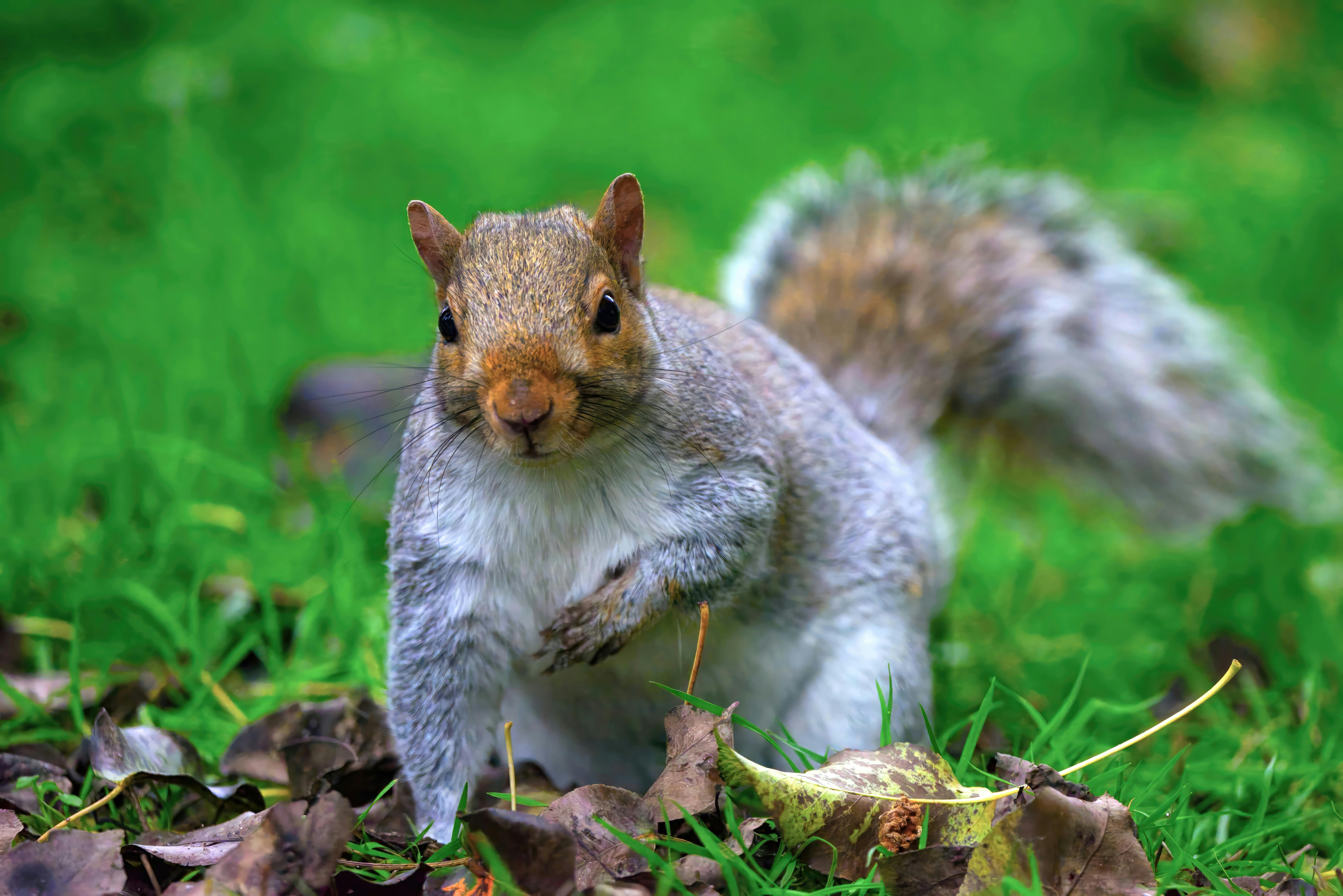 Foto stok gratis tentang alam, bidang, binatang, binatang buas ...