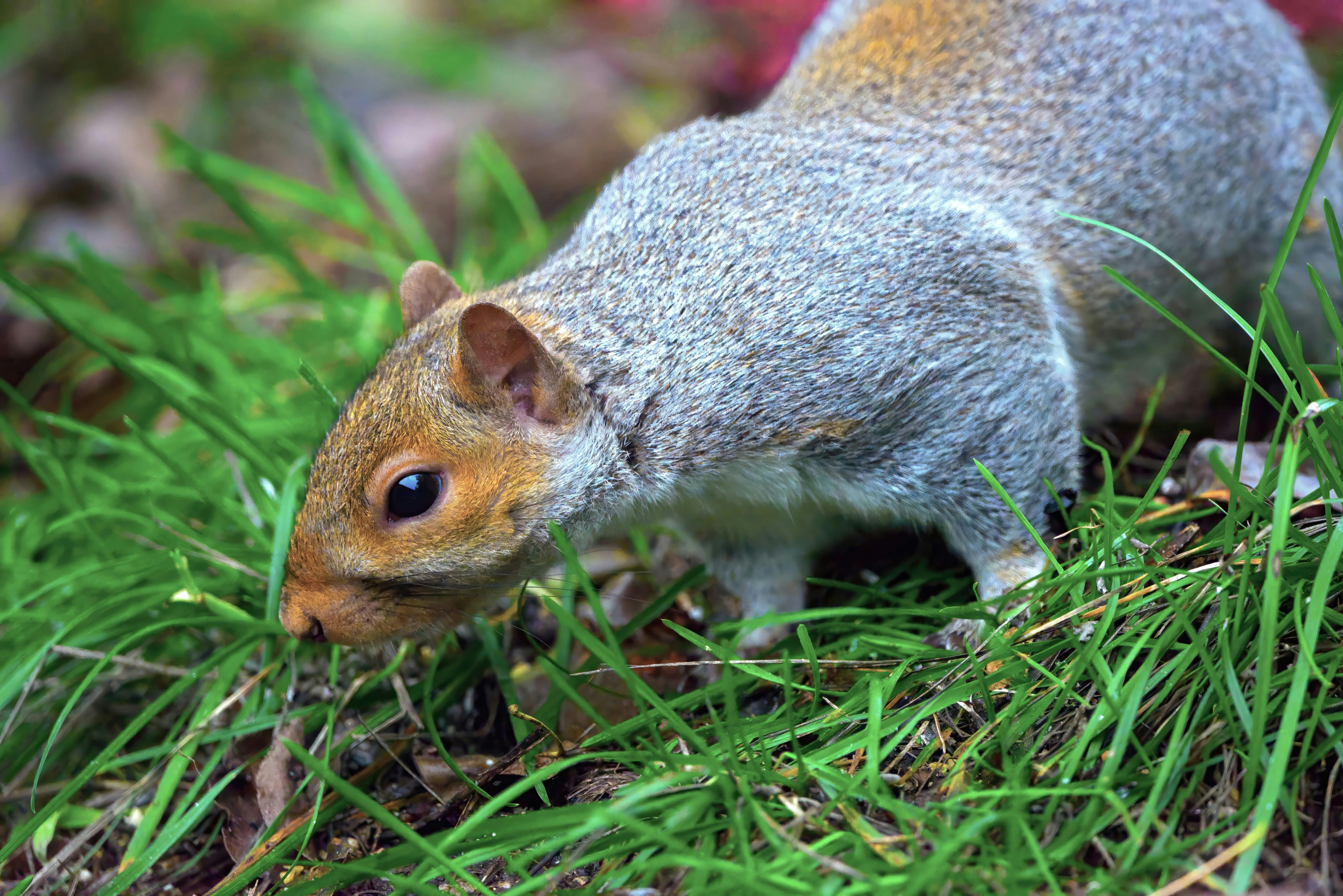 Squirrel on Grass · Free Stock Photo