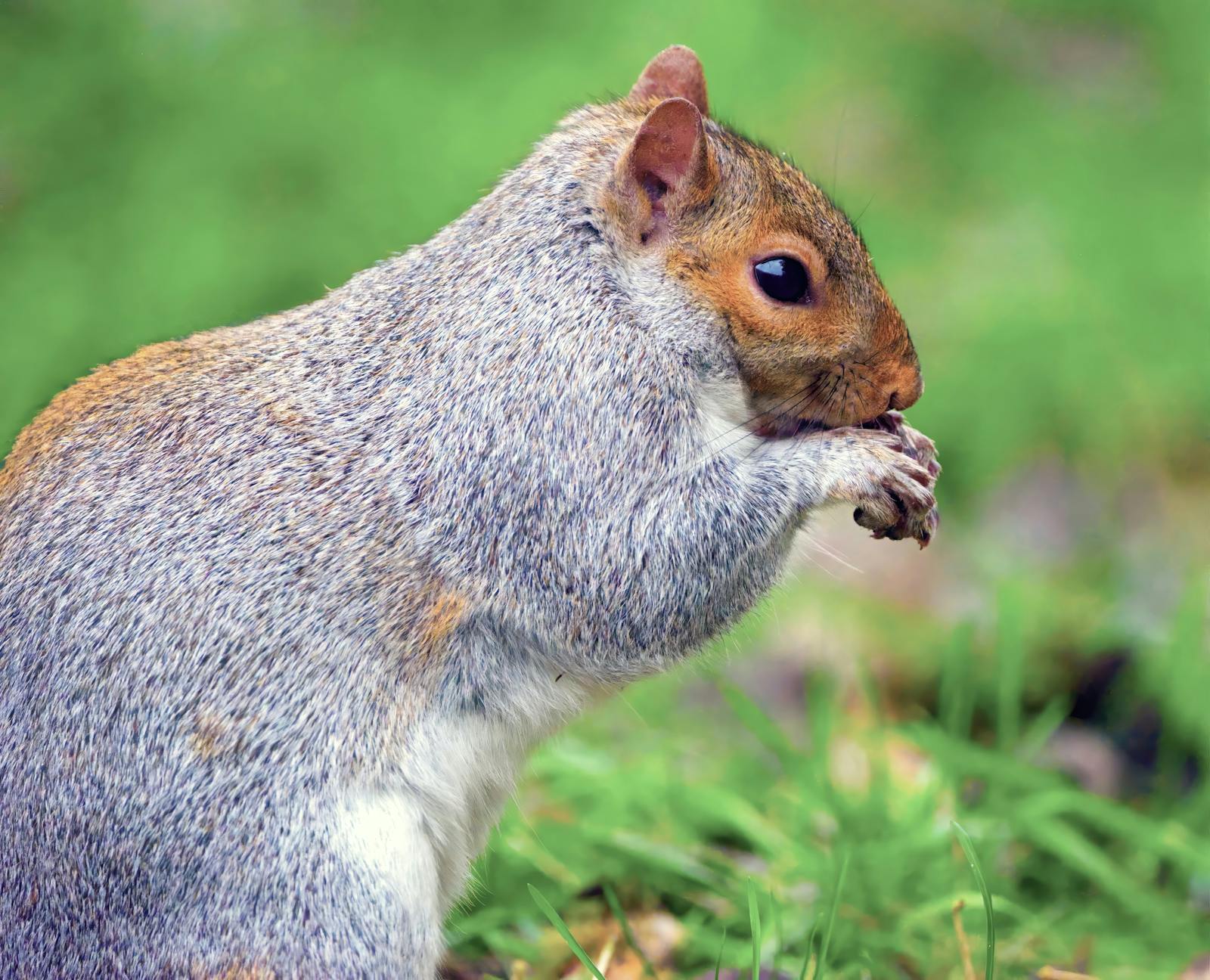 Gray Squirrel Photos, Download The BEST Free Gray Squirrel Stock Photos ...