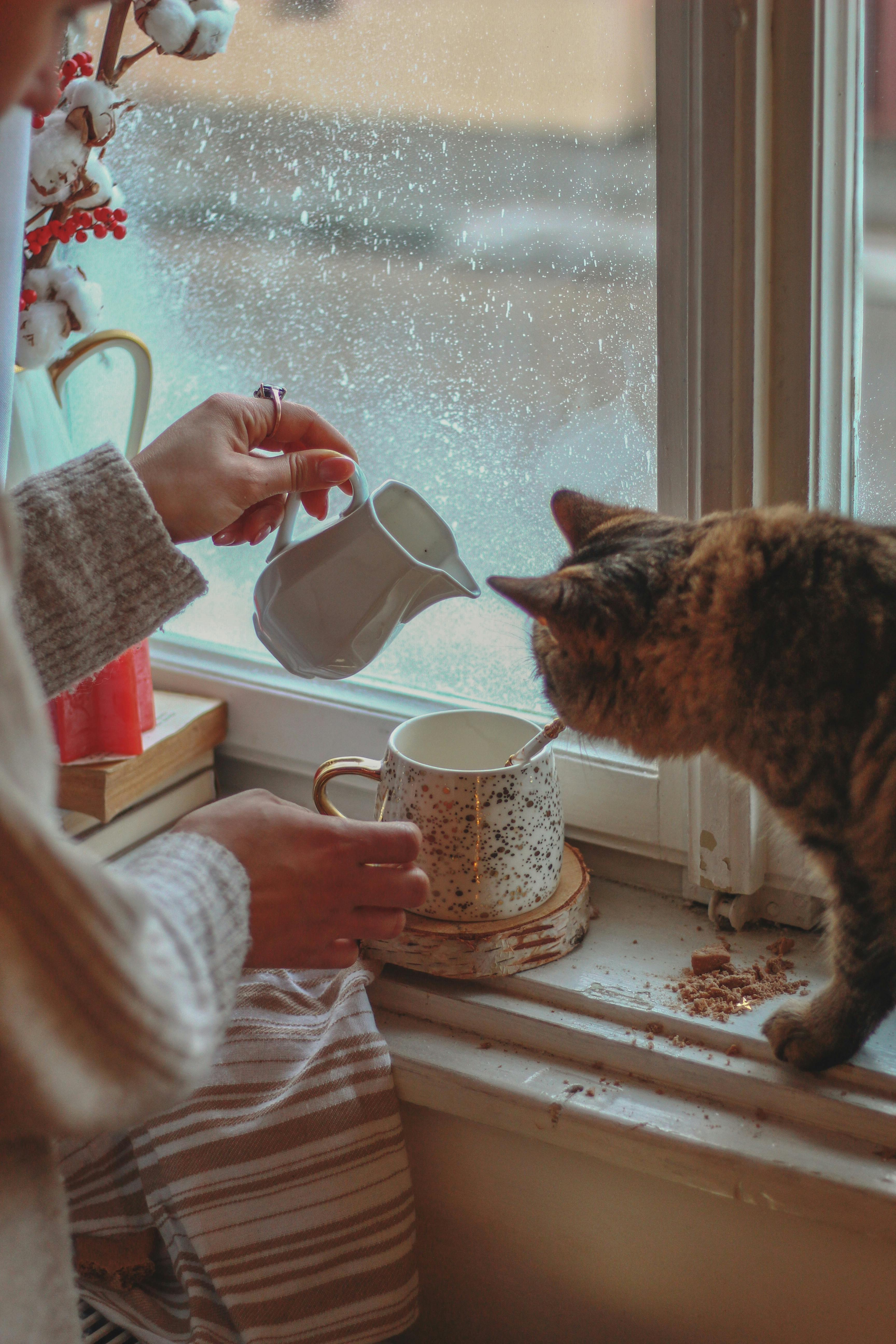 Crumb Cat Dancing Photos, Download The BEST Free Crumb Cat Dancing ...