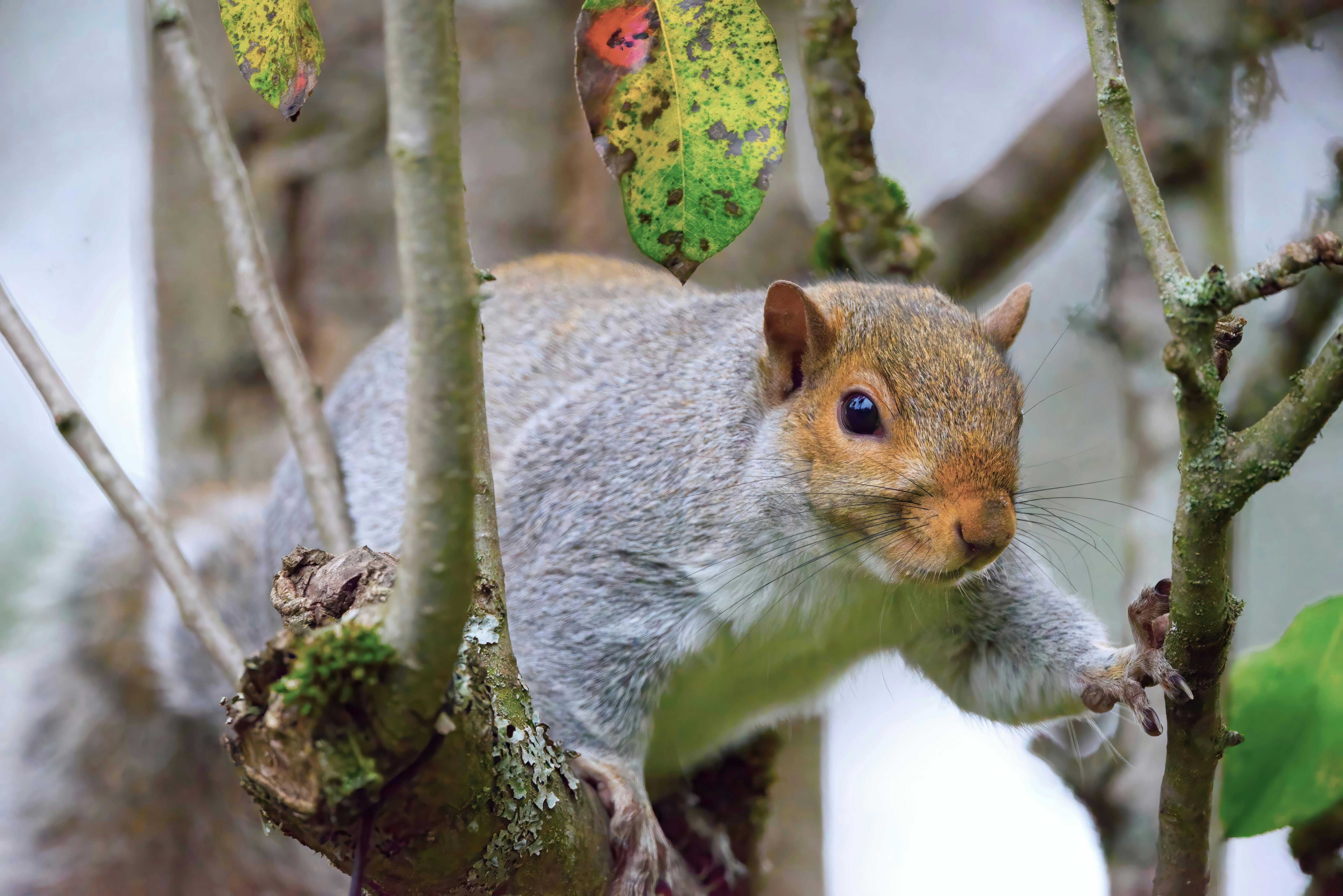 Squirrel on Tree · Free Stock Photo