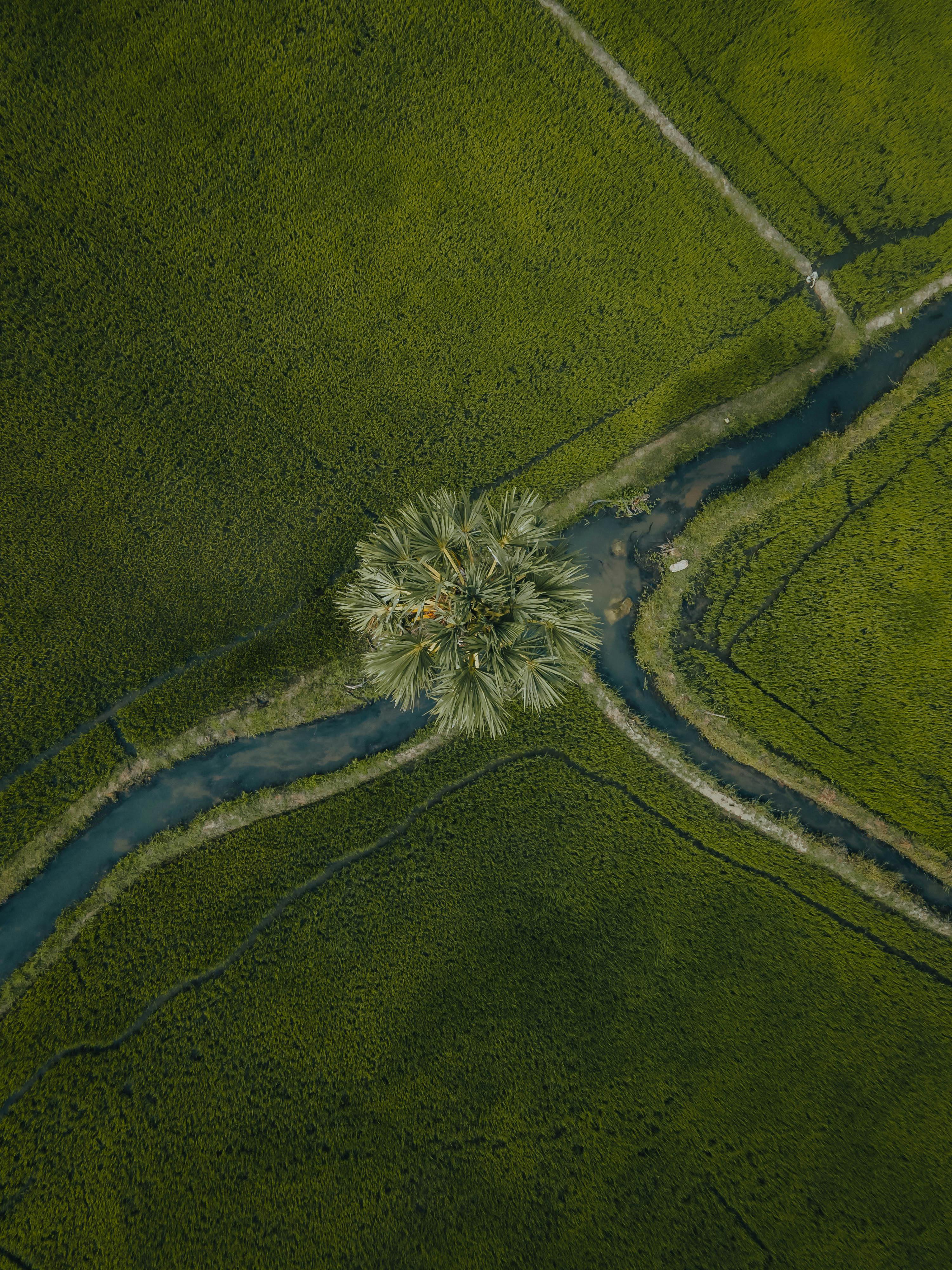 Nature Tree Photos, Download The BEST Free Nature Tree Stock Photos ...