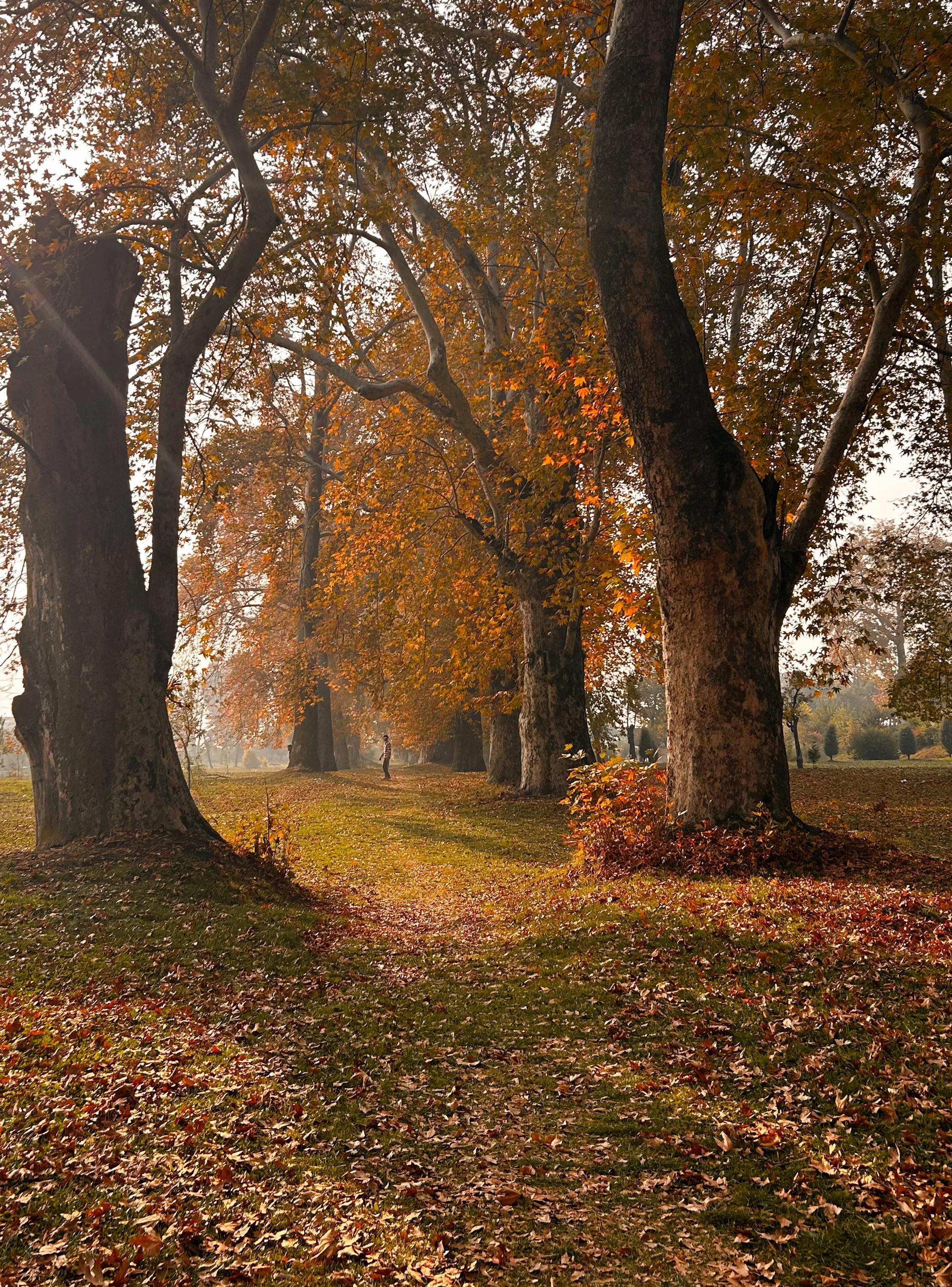 Fall time · Free Stock Photo