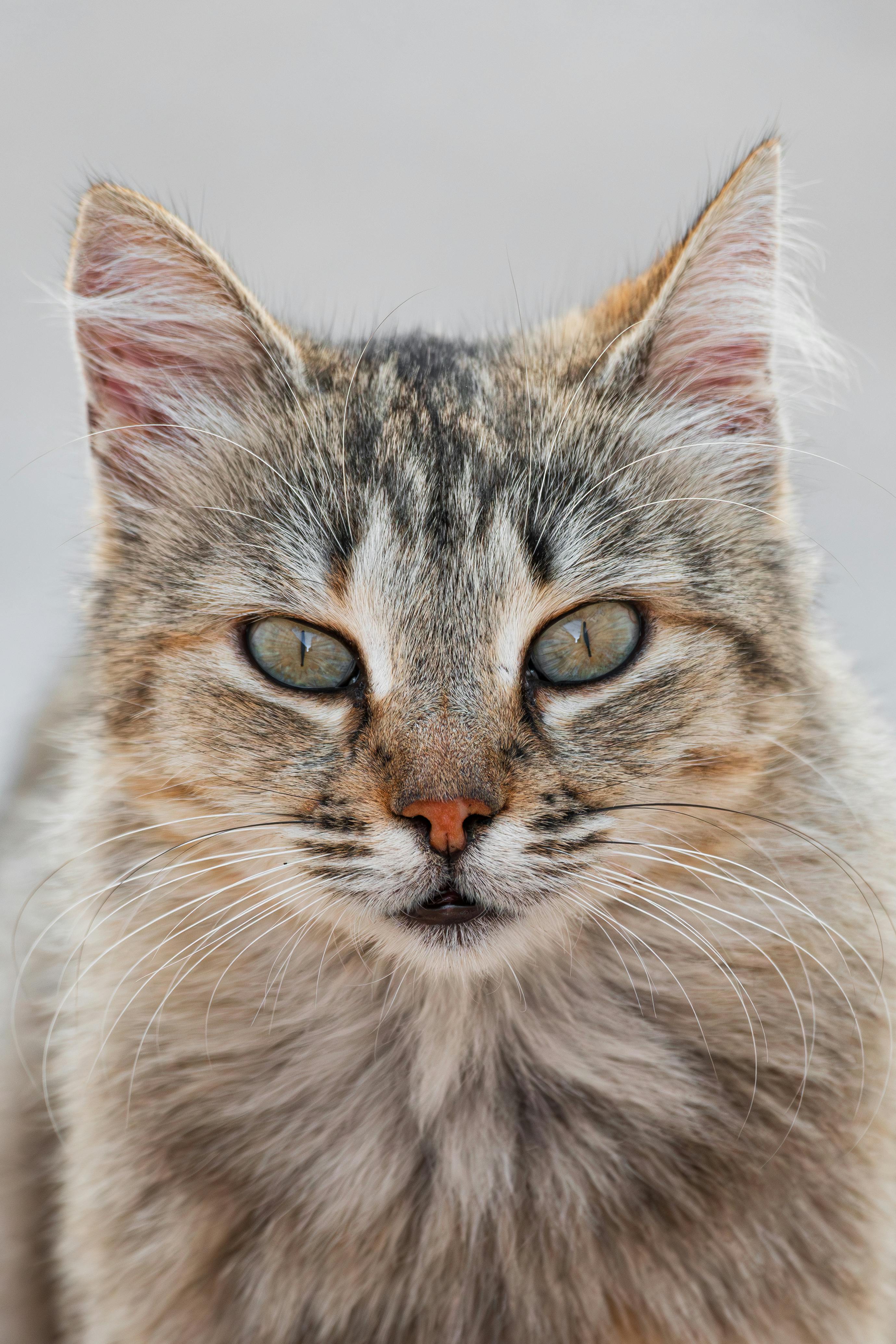 Portrait of a Furry Cat · Free Stock Photo