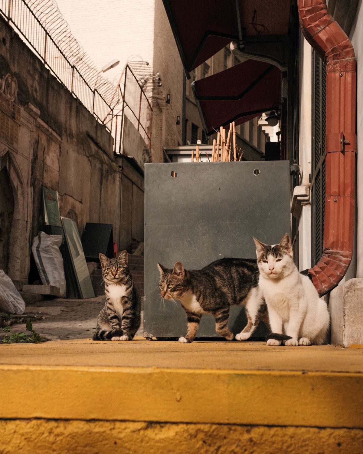 Cats Street Photos, Download The BEST Free Cats Street Stock Photos ...