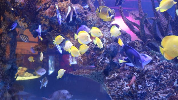 Free stock photo of aquarium, fish, fish tank