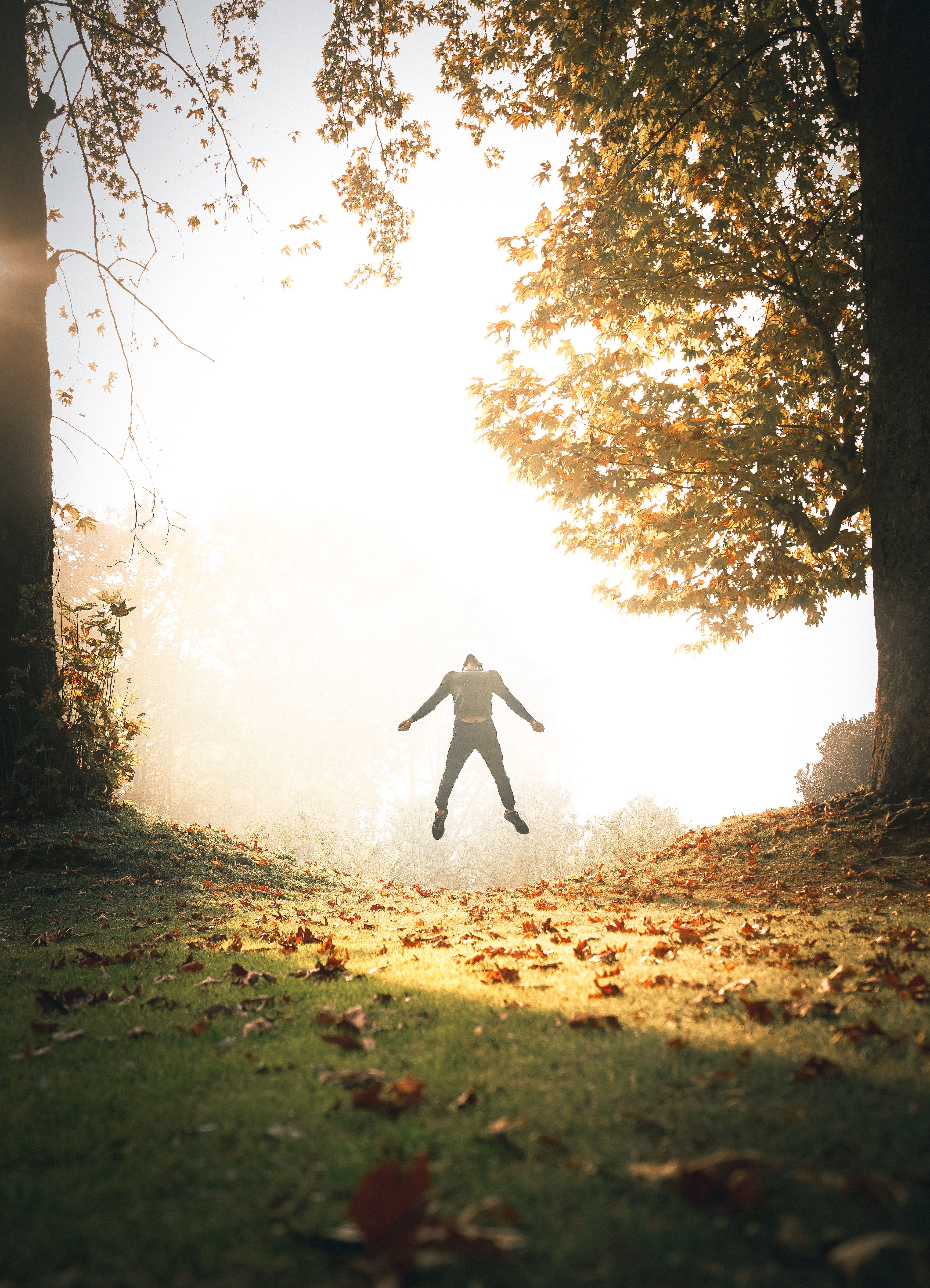 Man Lifted in Beam of Light from the Forest · Free Stock Photo