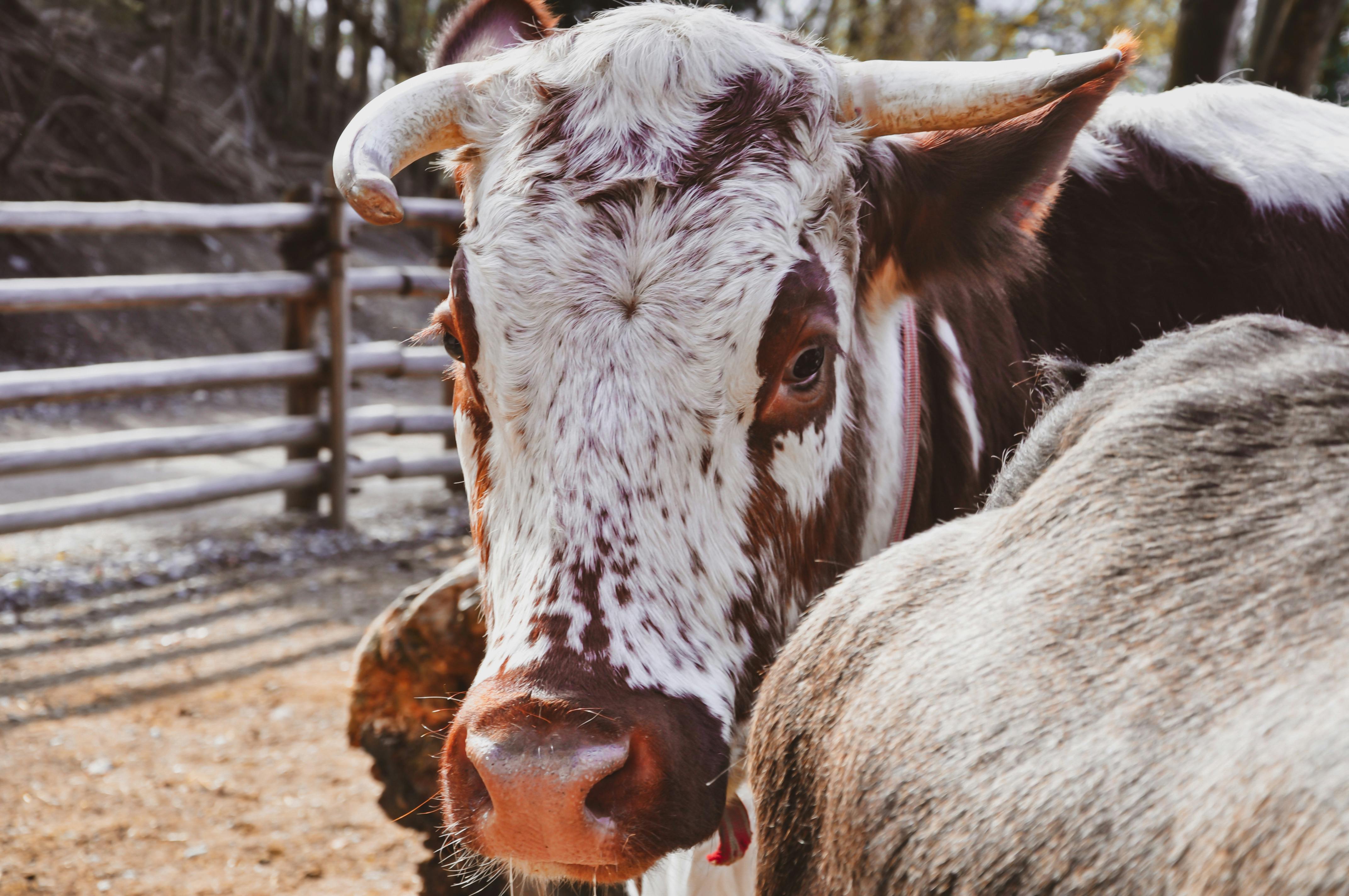 Cow in Close Up · Free Stock Photo