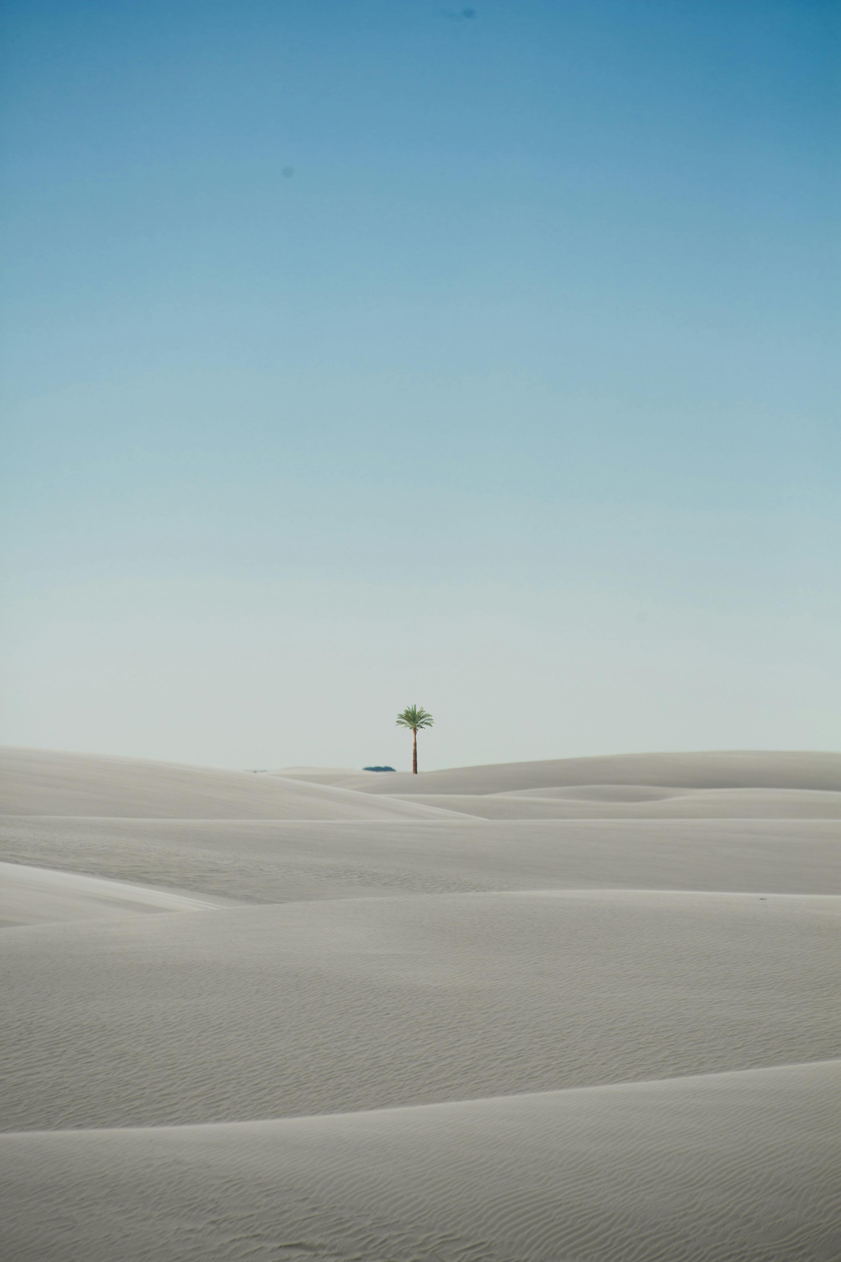 Oasis Photos, Download The BEST Free Oasis Stock Photos & HD Images