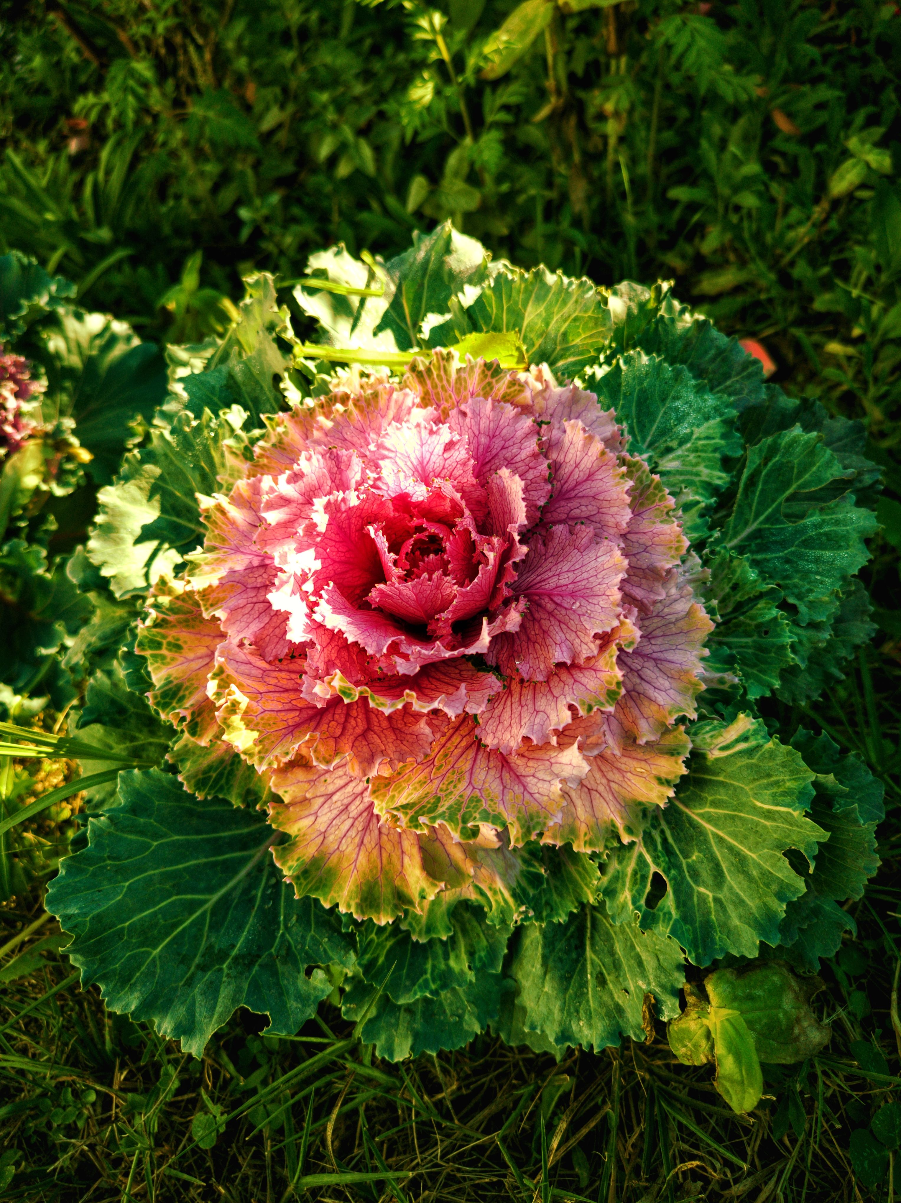 Close-up of a Kale Flower · Free Stock Photo