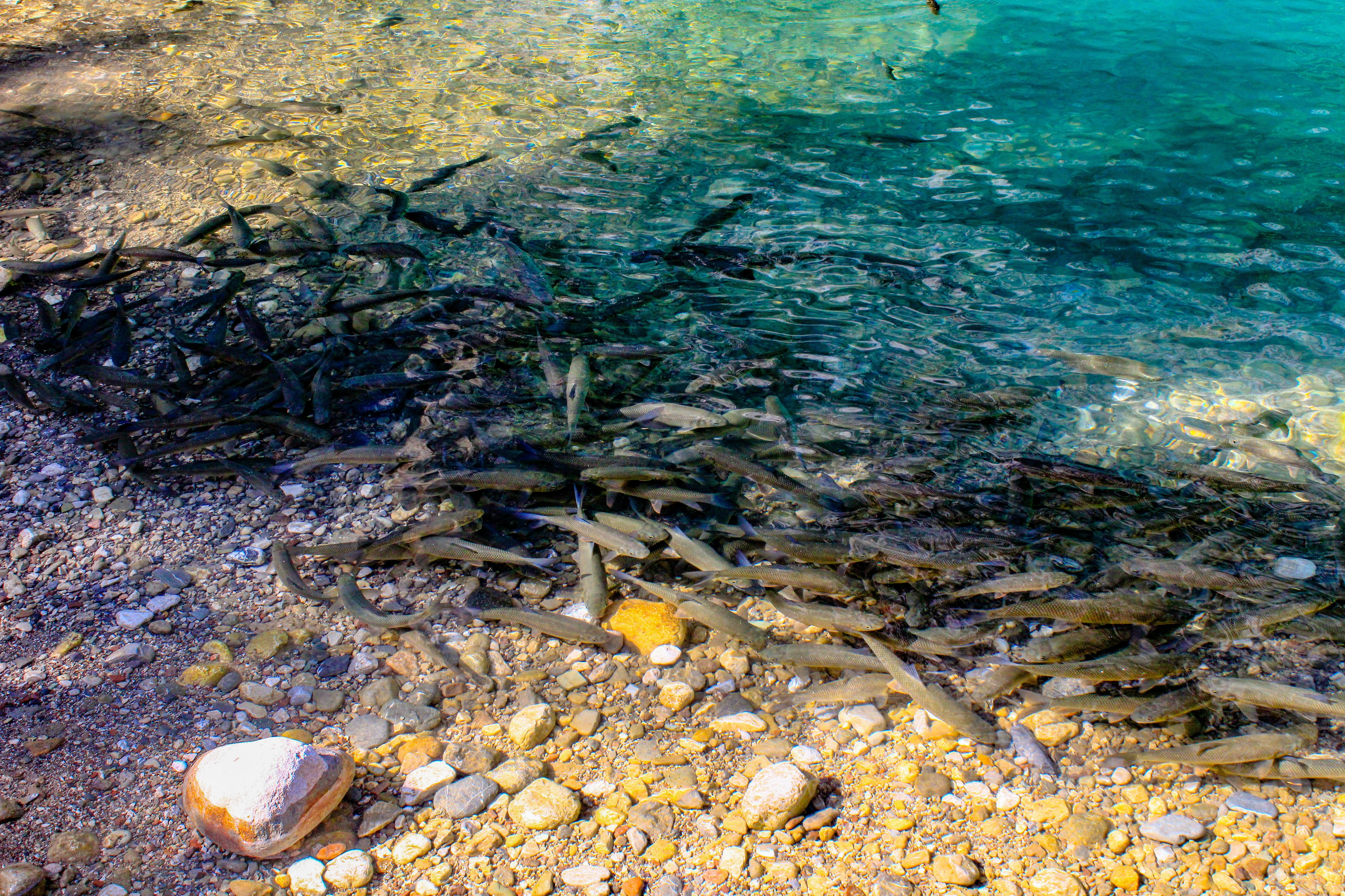Fishes in a Lake · Free Stock Photo