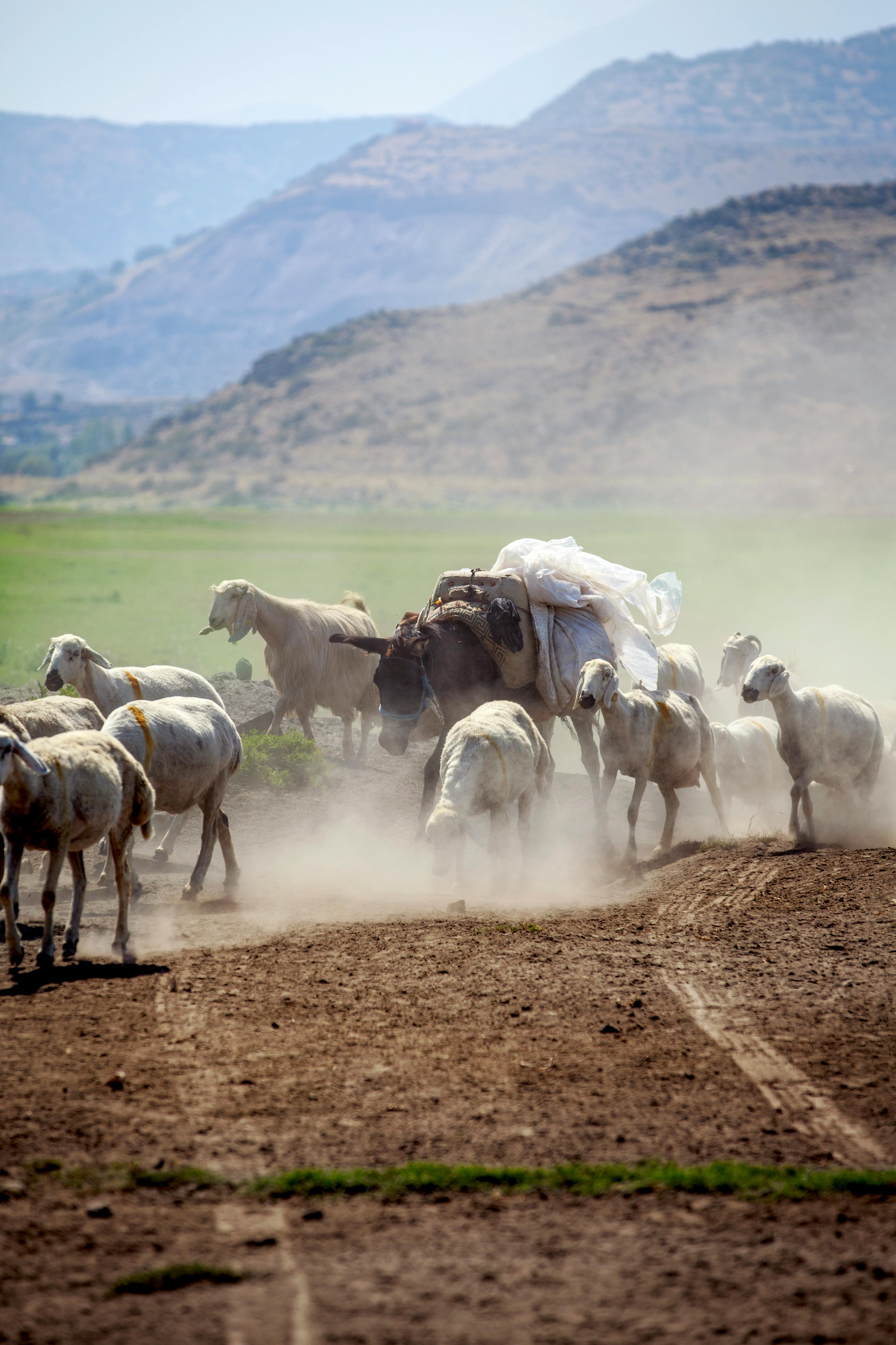 Mule and Goats on Field · Free Stock Photo