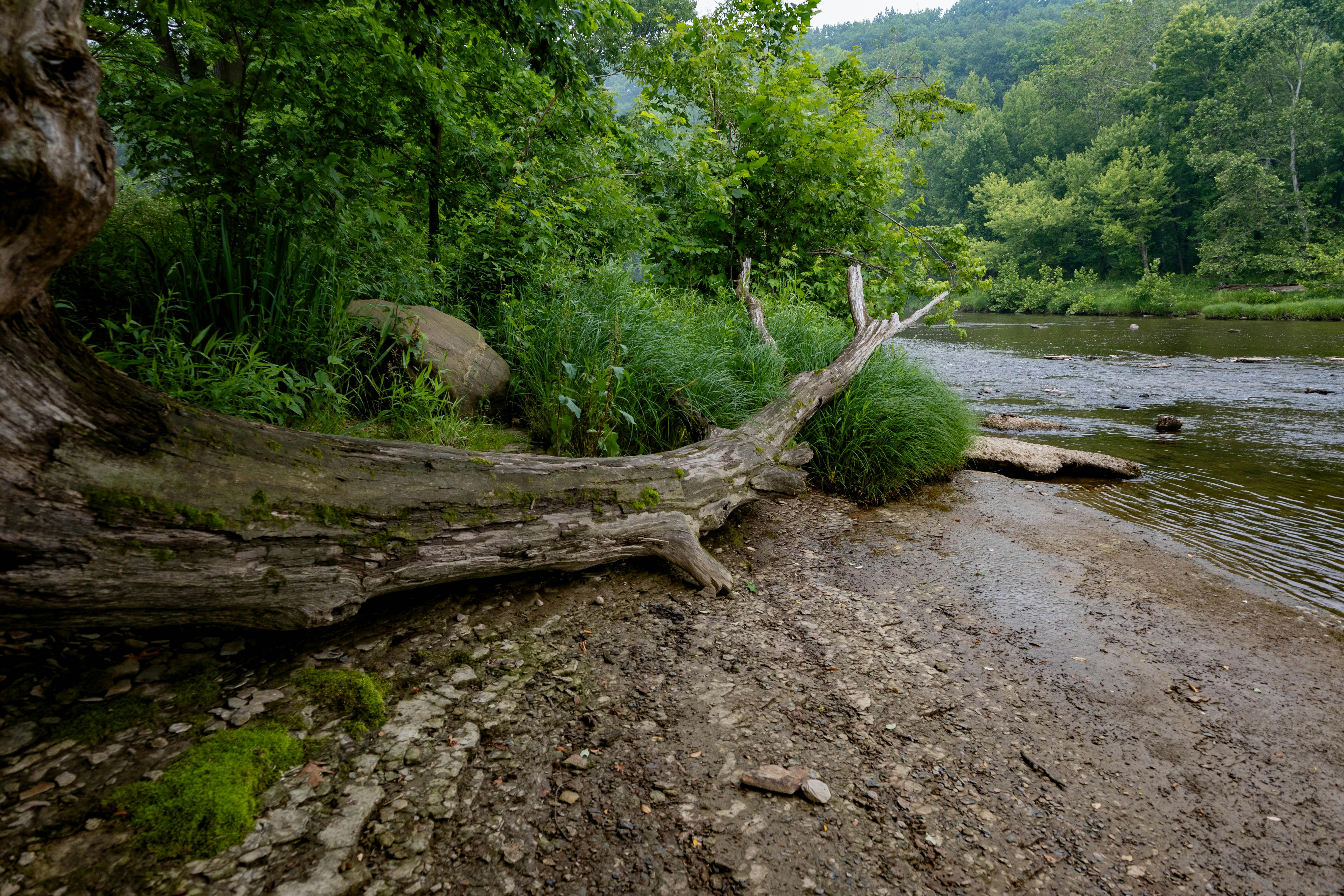 Tree Trunk on Riverbank Beach · Free Stock Photo