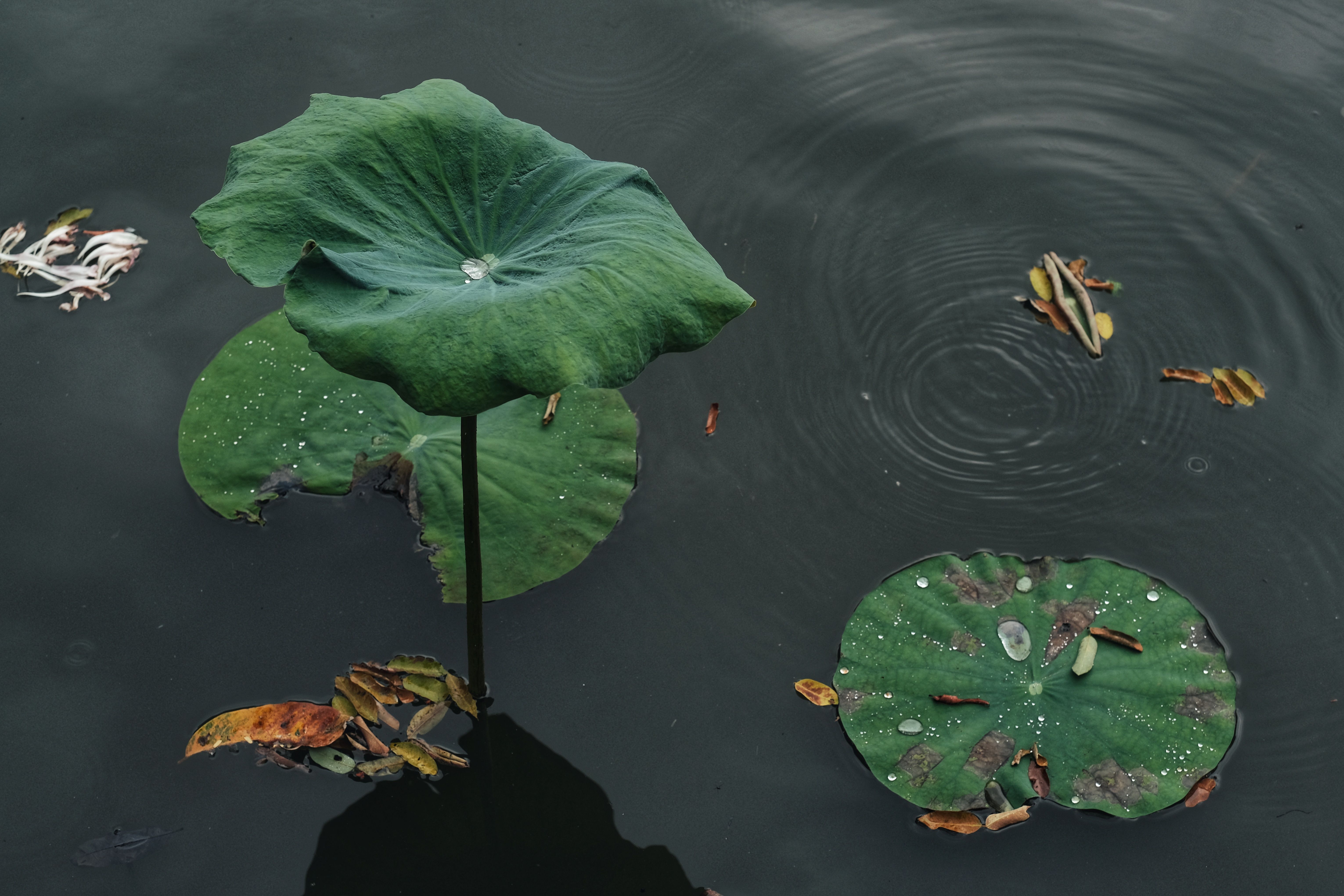 Lily Pads on Calm Water Surface · Free Stock Photo