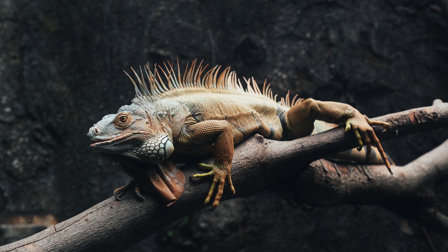 Fiji Crested Iguana: How to Protect This Rare Species