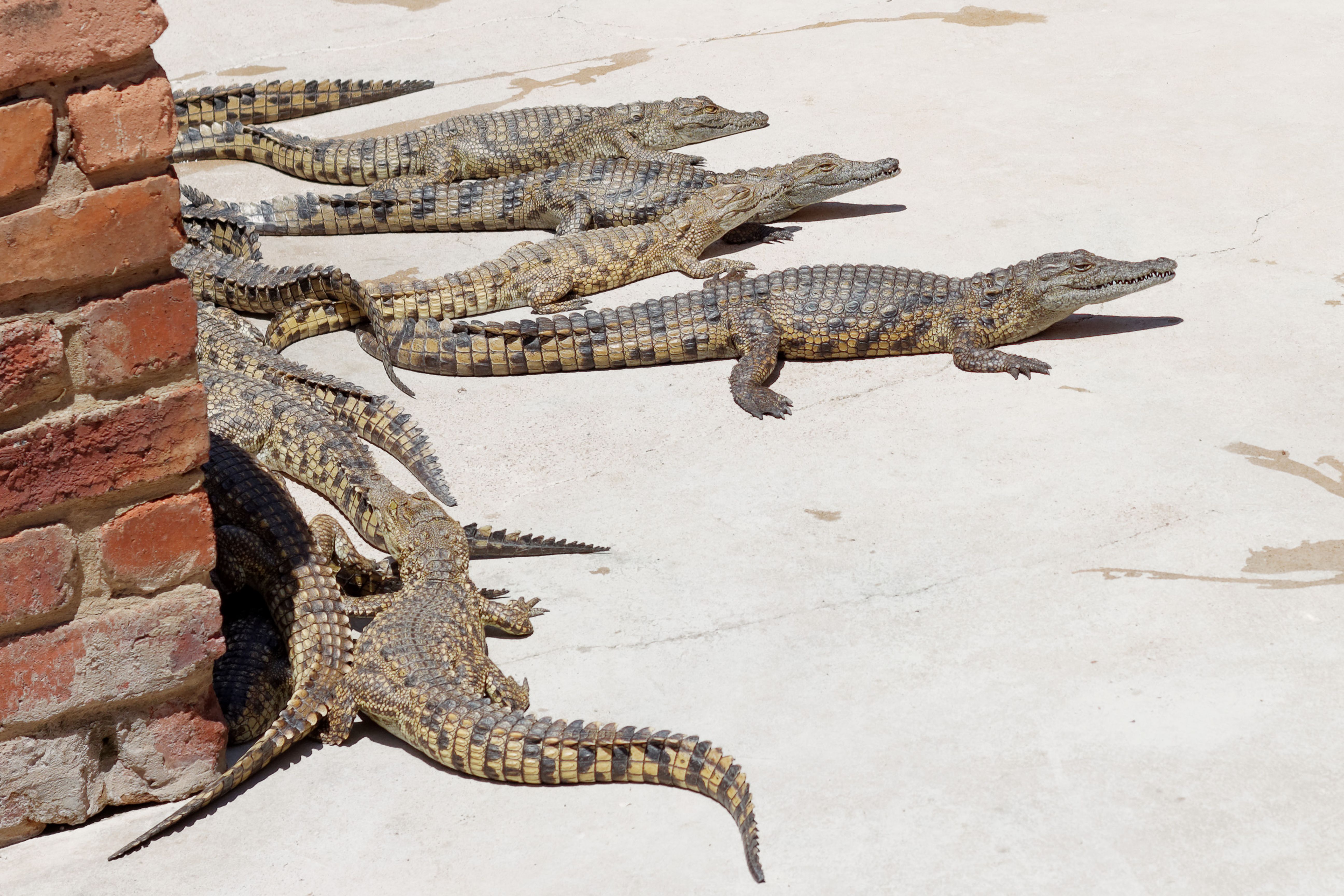 Photo gratuite de afrique, afrique du sud, animaux captifs, animaux ...