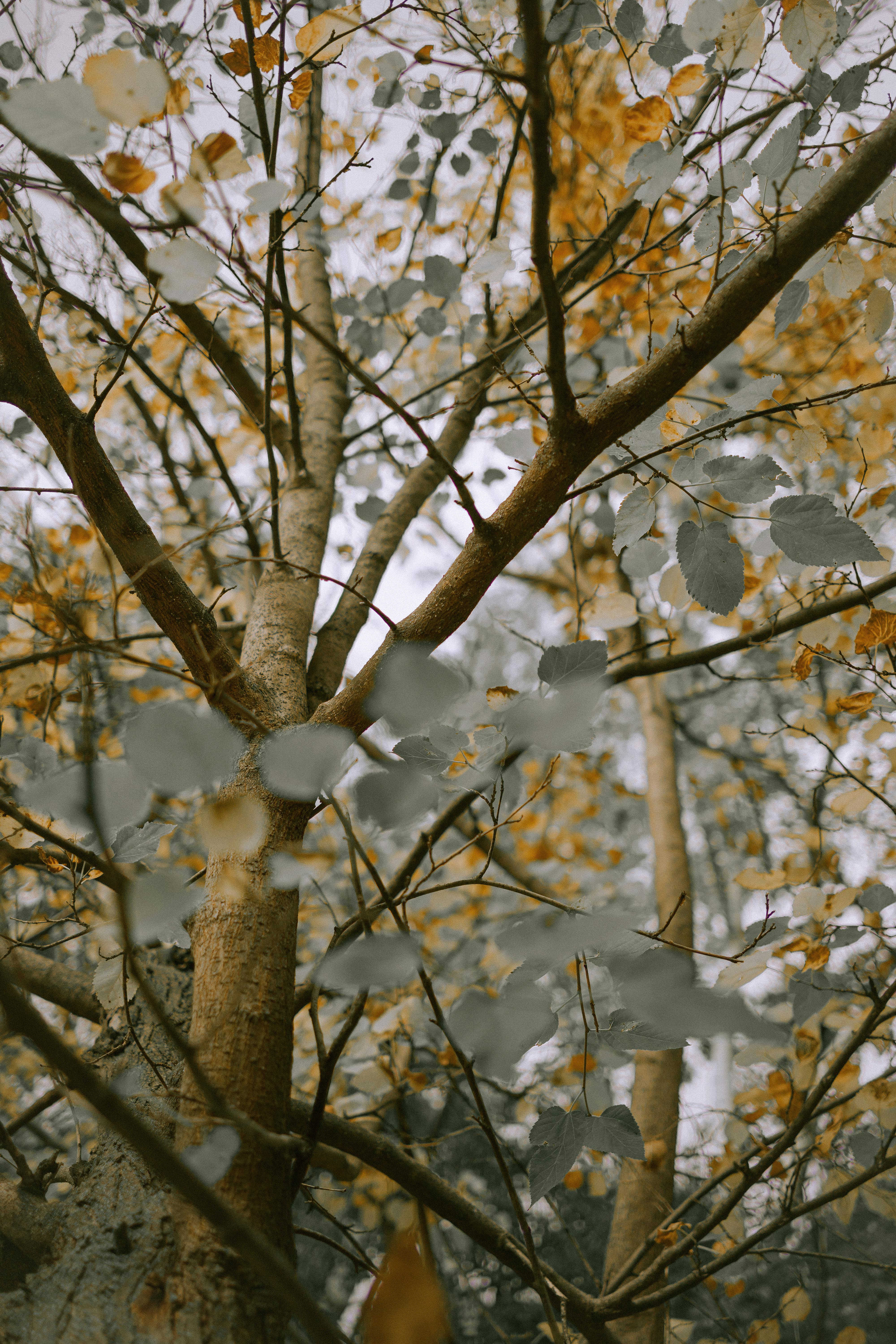 Close-up on Gray Leaves on Tree Branches · Free Stock Photo