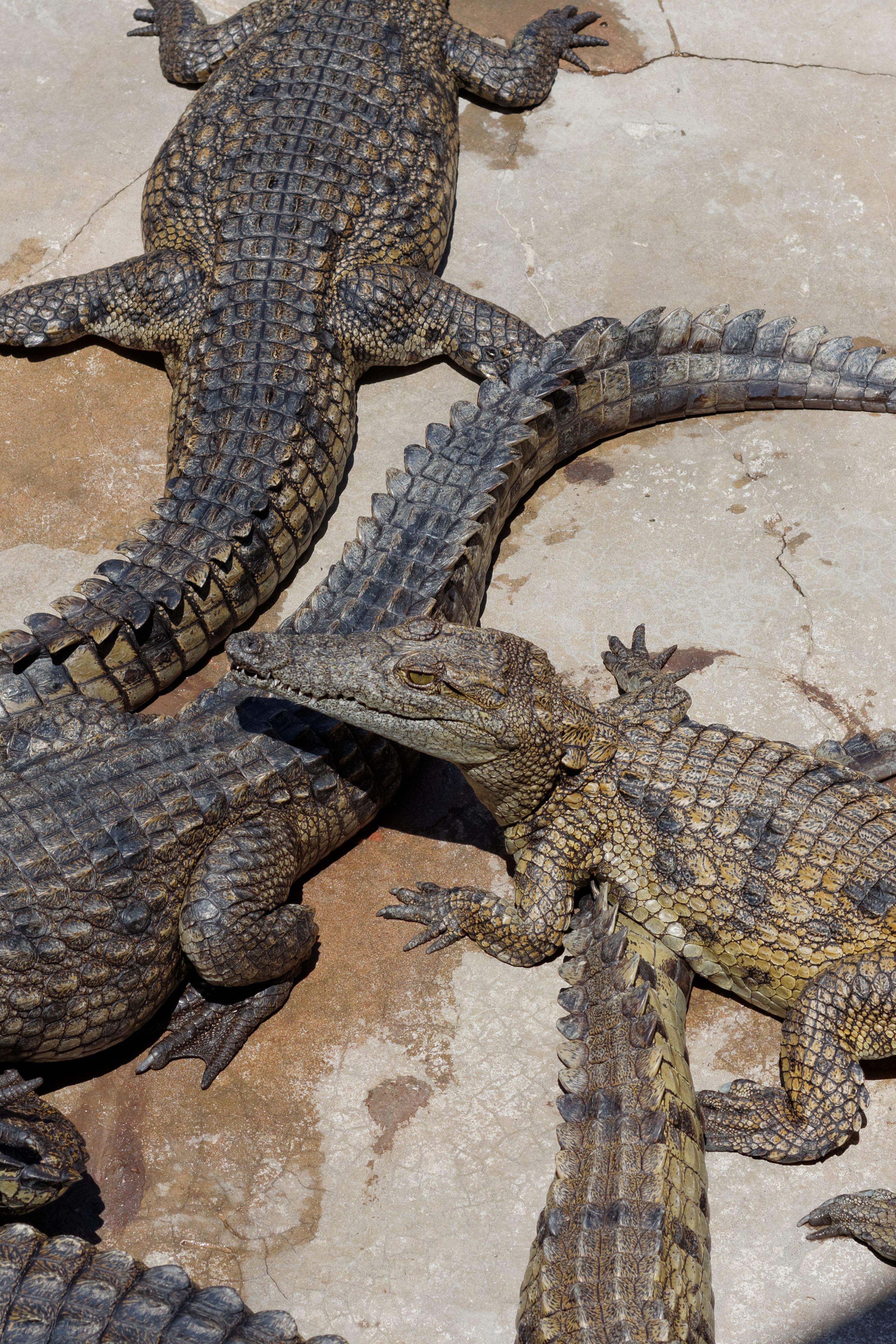A Bask of Nile Crocodiles on a Concrete Surface · Free Stock Photo