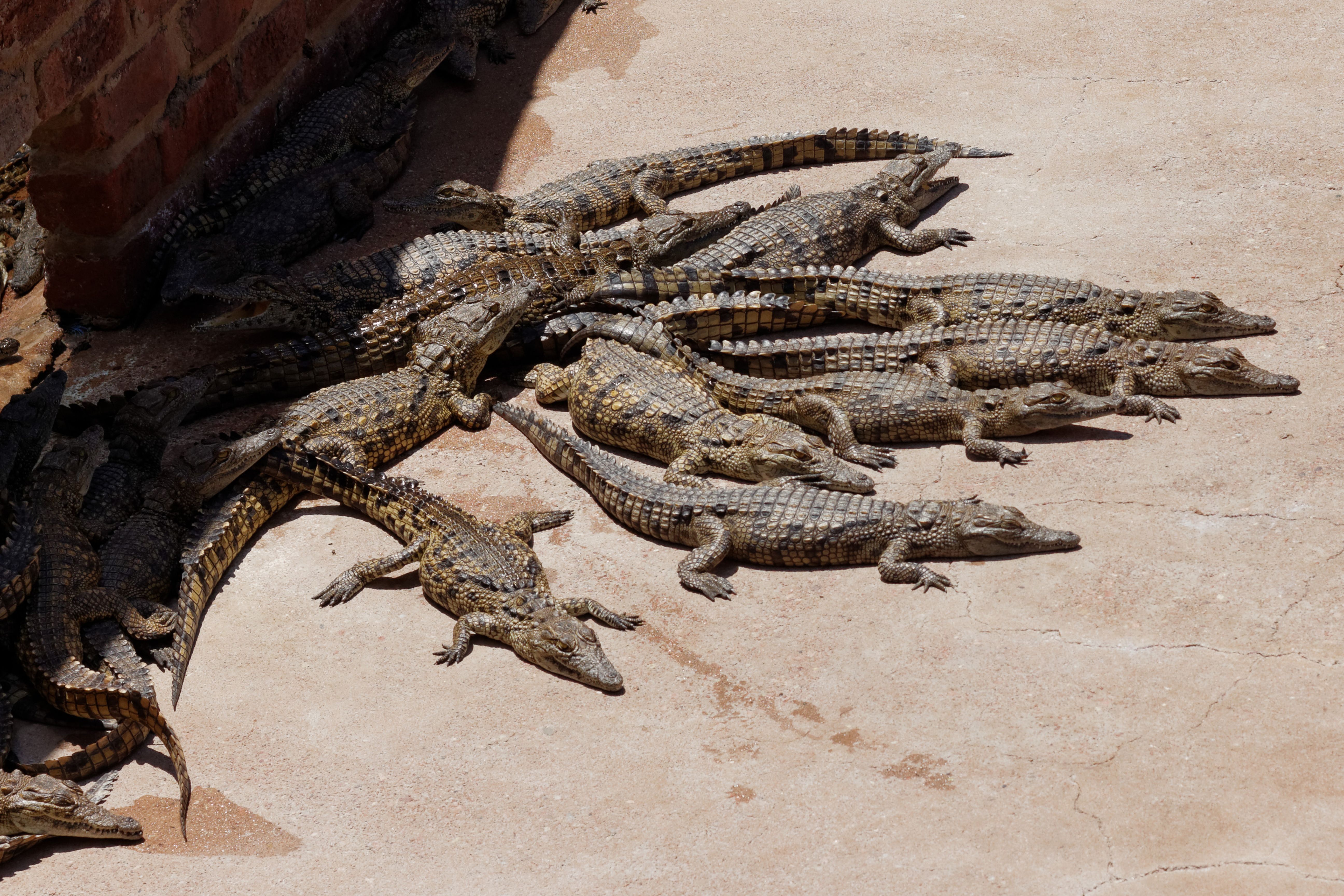 A Bask of Nile Crocodiles on a Concrete Surface · Free Stock Photo