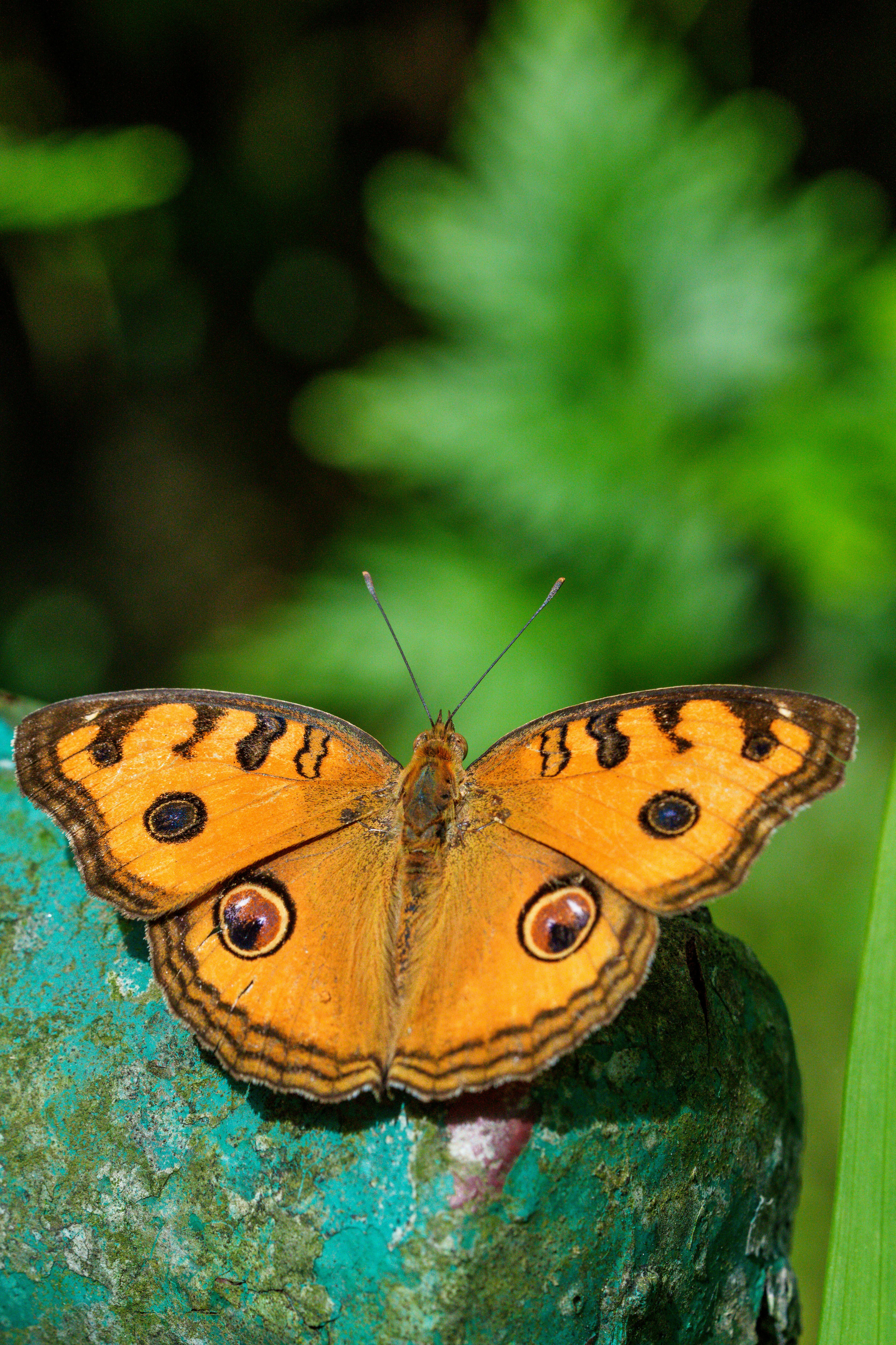 Photo of Butterfly · Free Stock Photo