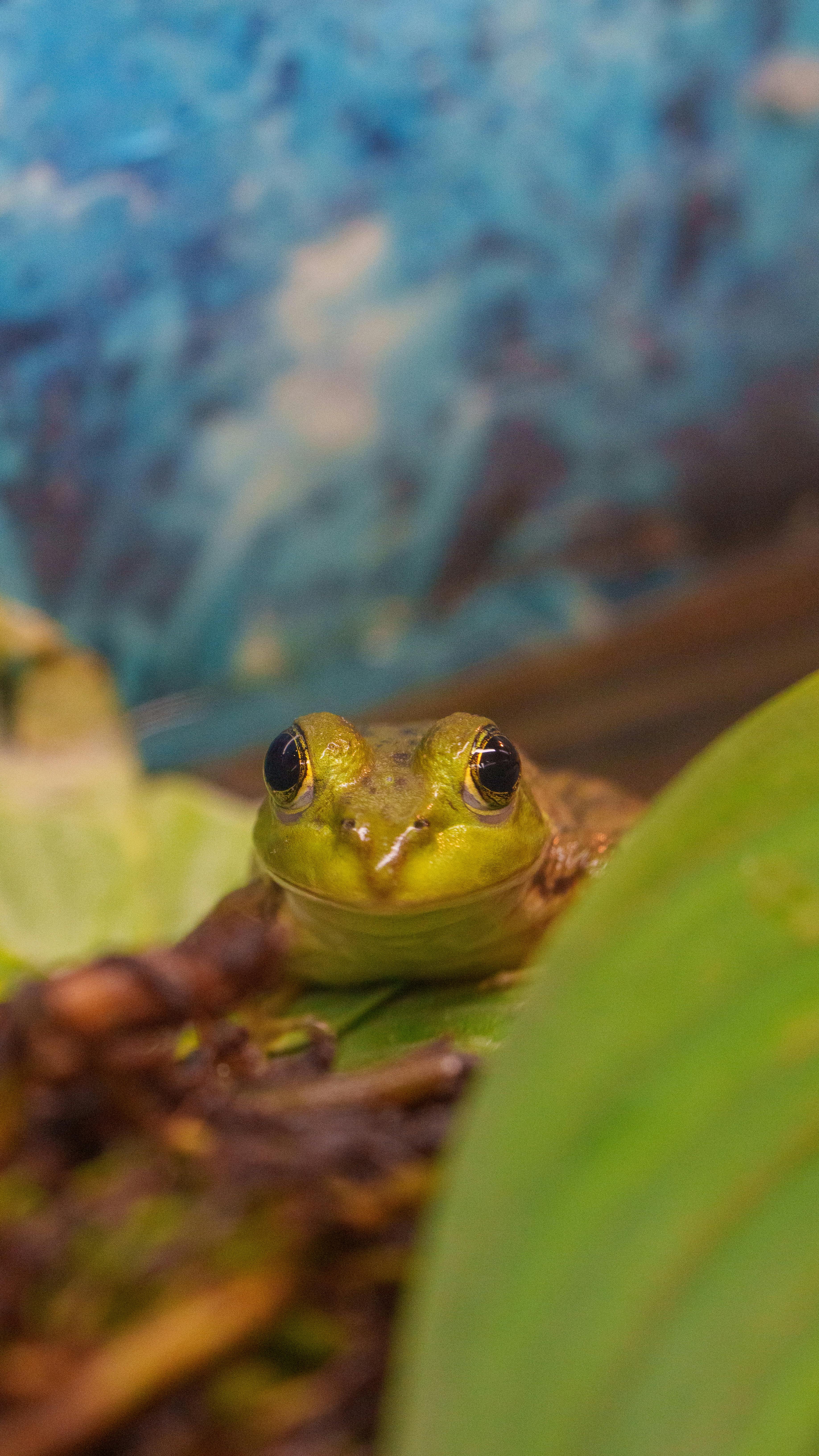 Close-up of a Frog · Free Stock Photo