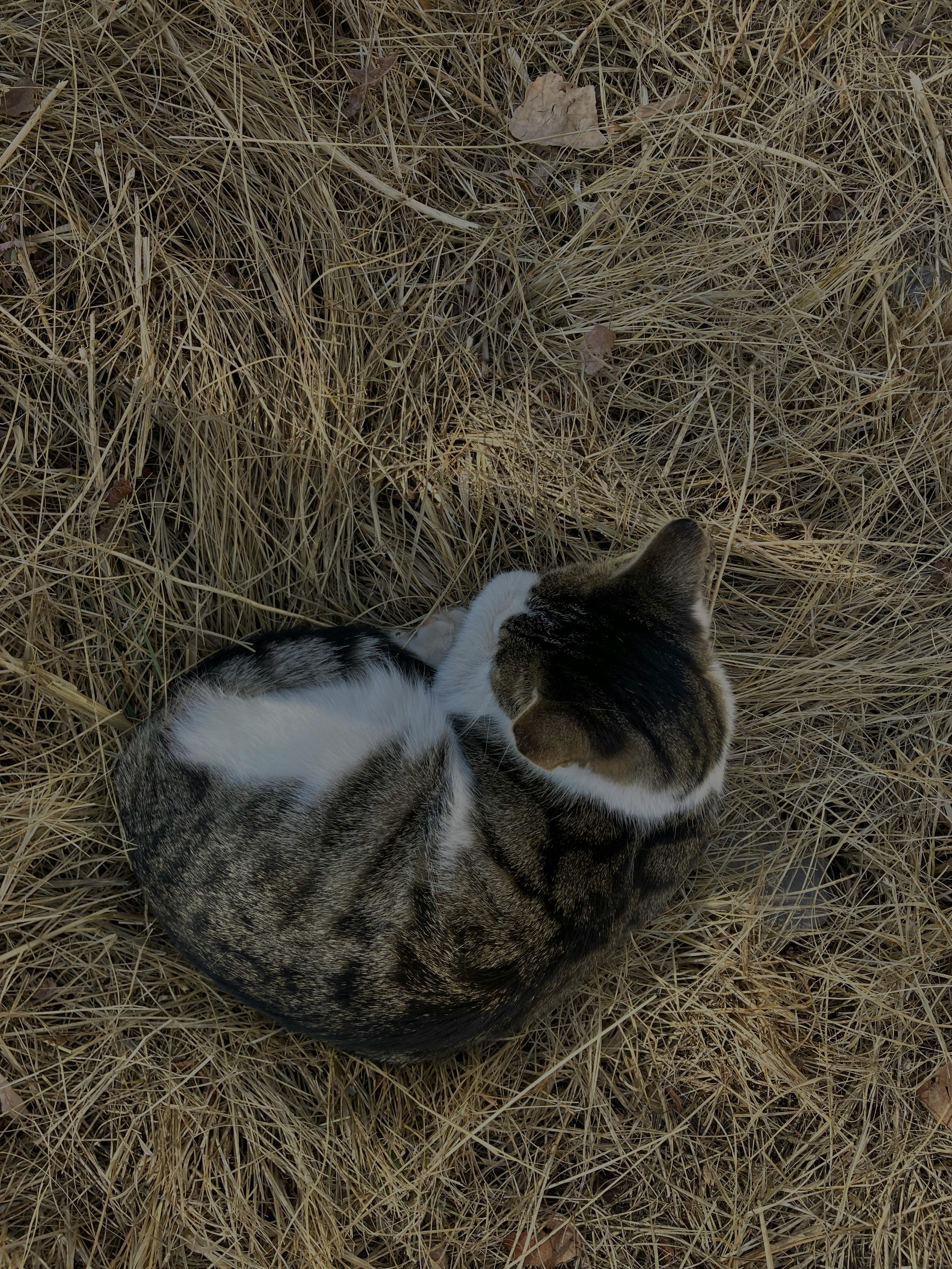 Tabby Cat Lying in Hay · Free Stock Photo