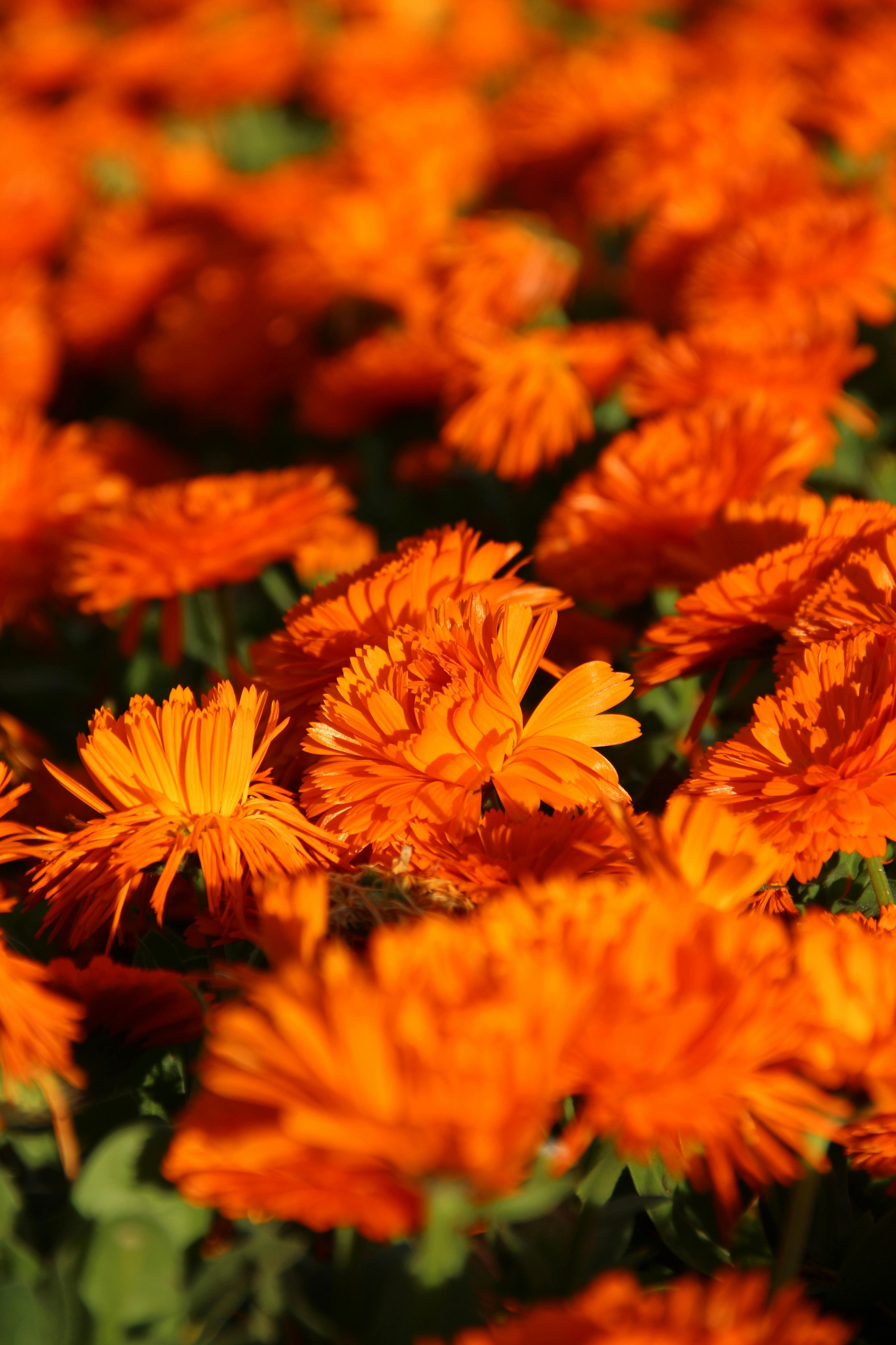 Orang Negro Photos, Download The BEST Free Orang Negro Stock Photos ...