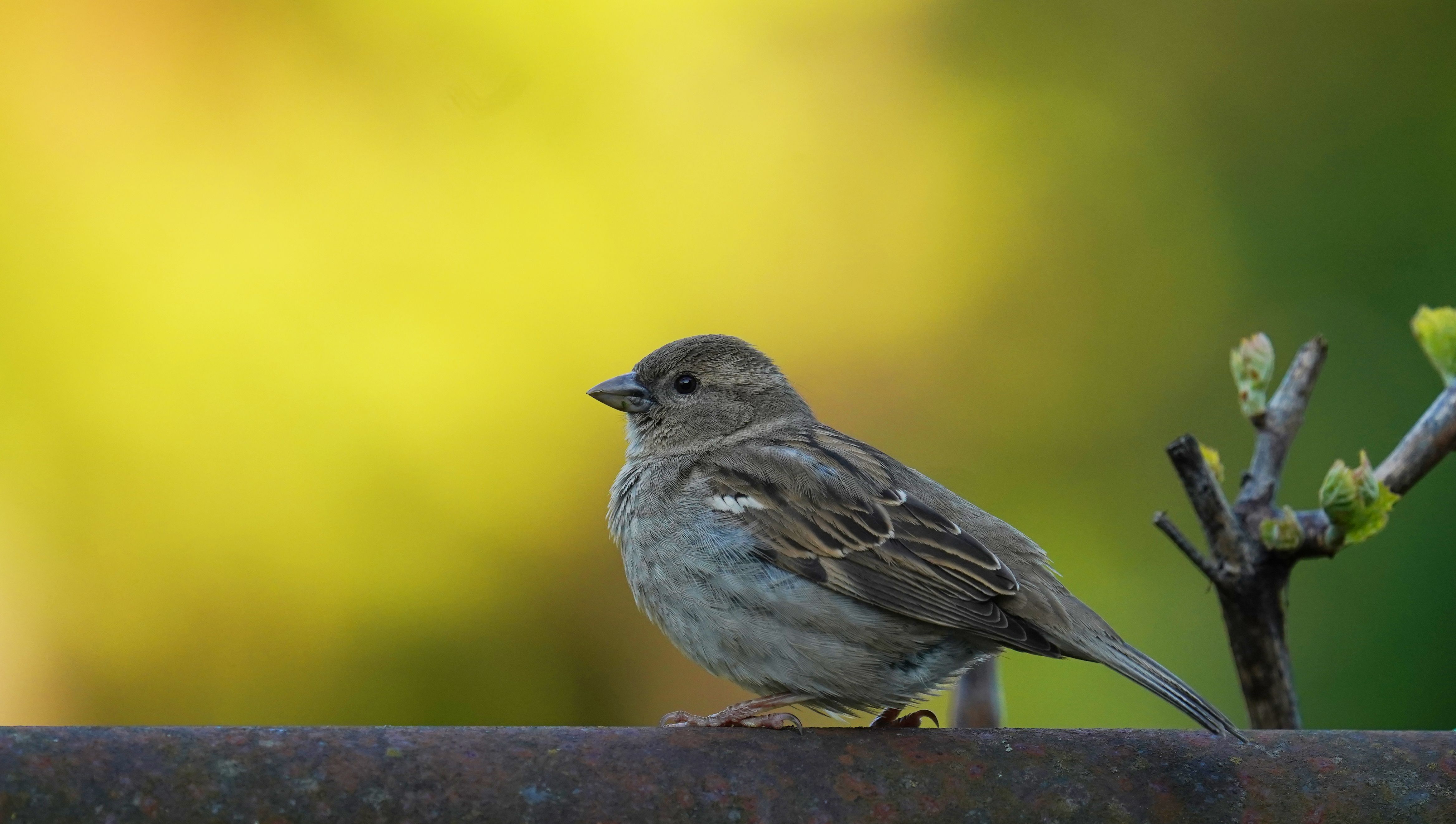 Close up of a Bird · Free Stock Photo