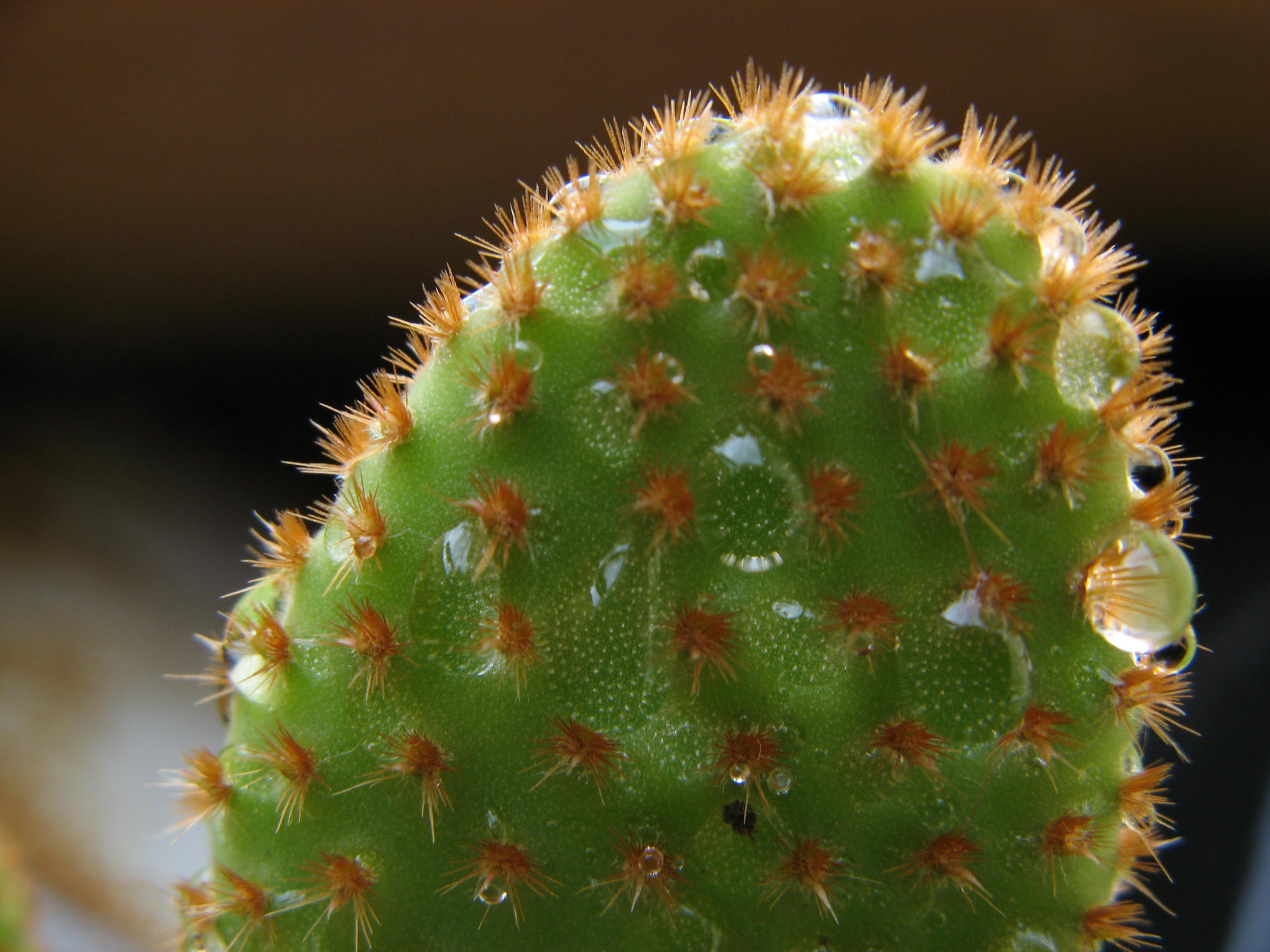 Free stock photo of cactus, drops