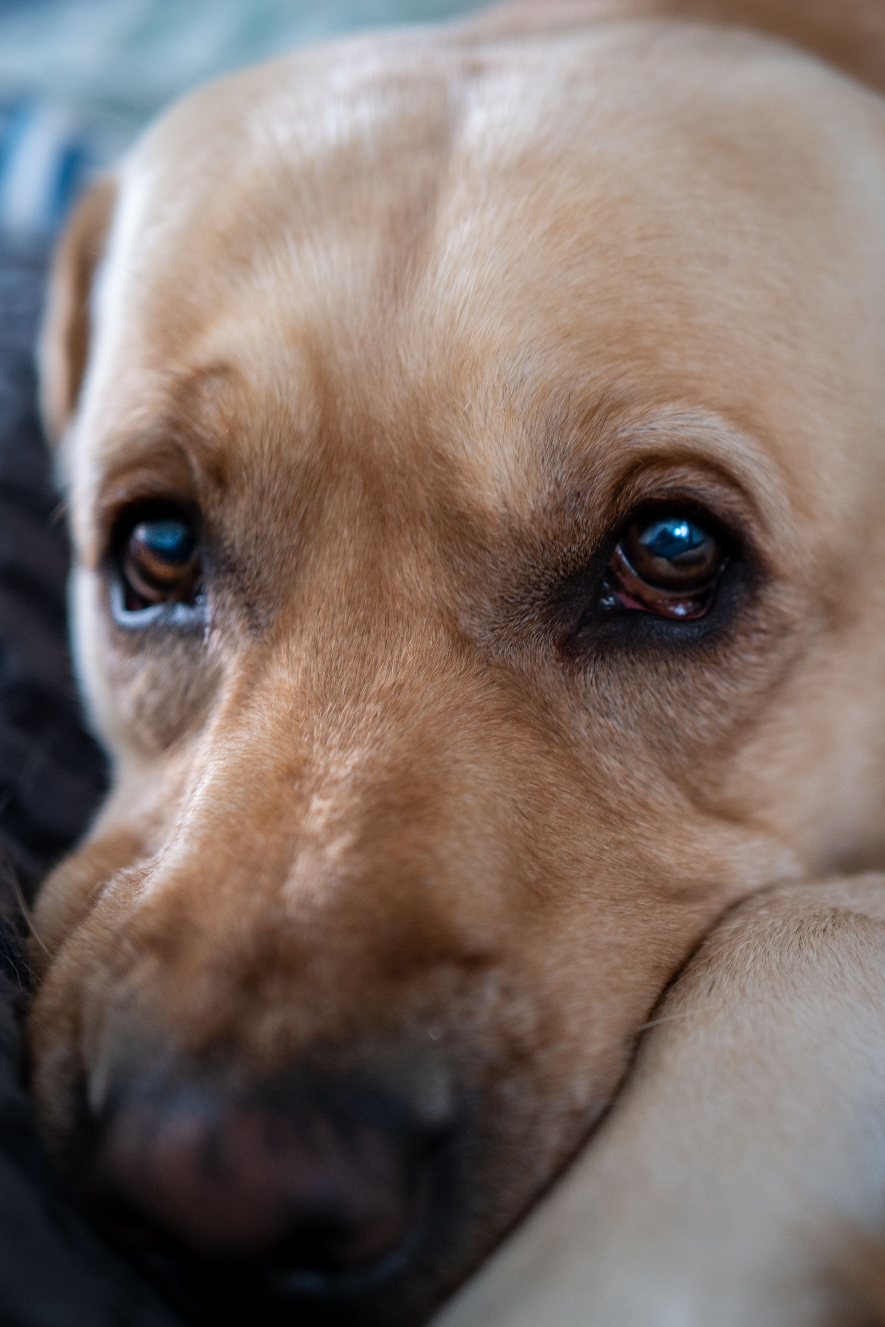 Close-up of a Lying Dog · Free Stock Photo