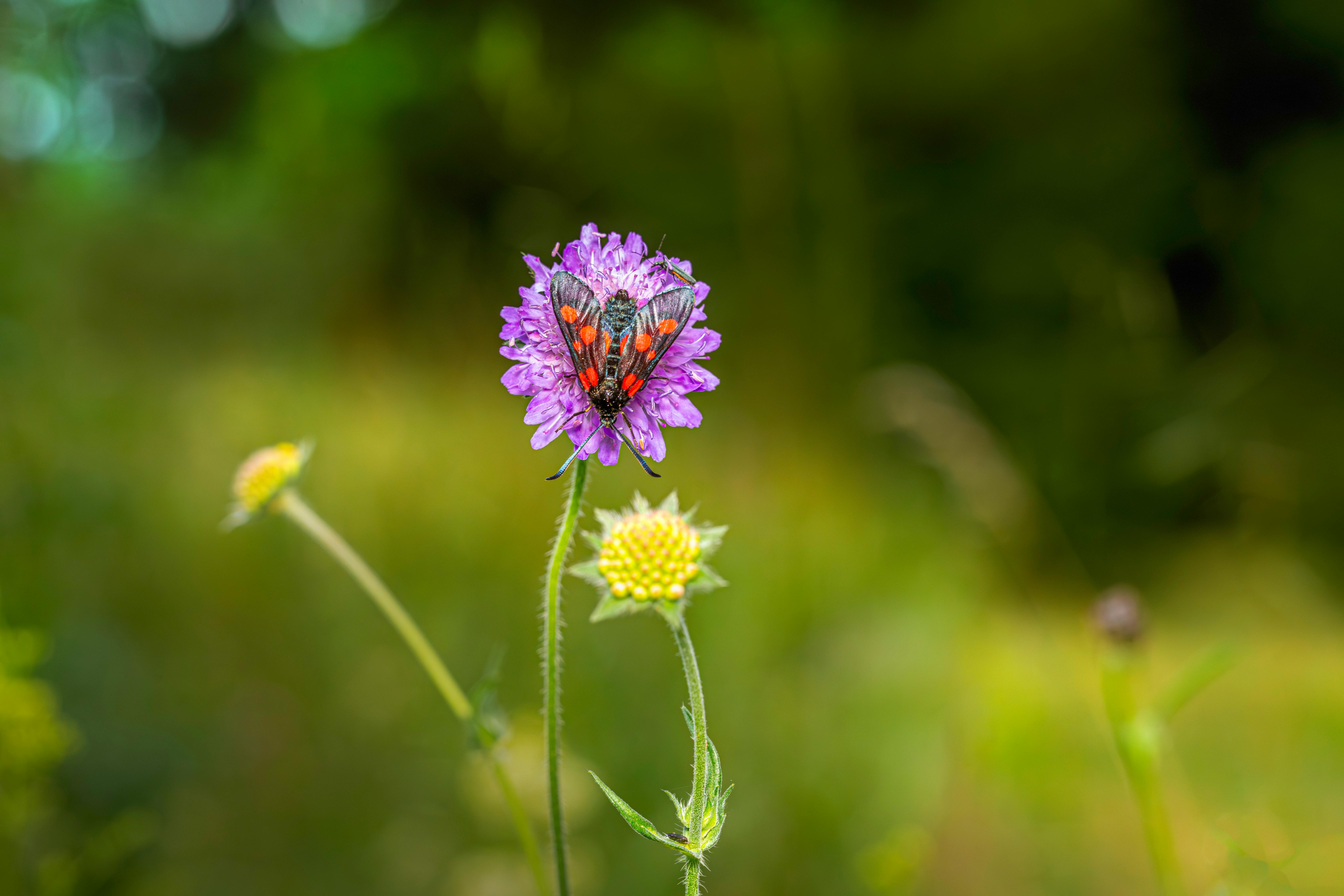 Desktop Backgrounds Purple Butterfly Photos, Download The BEST Free ...