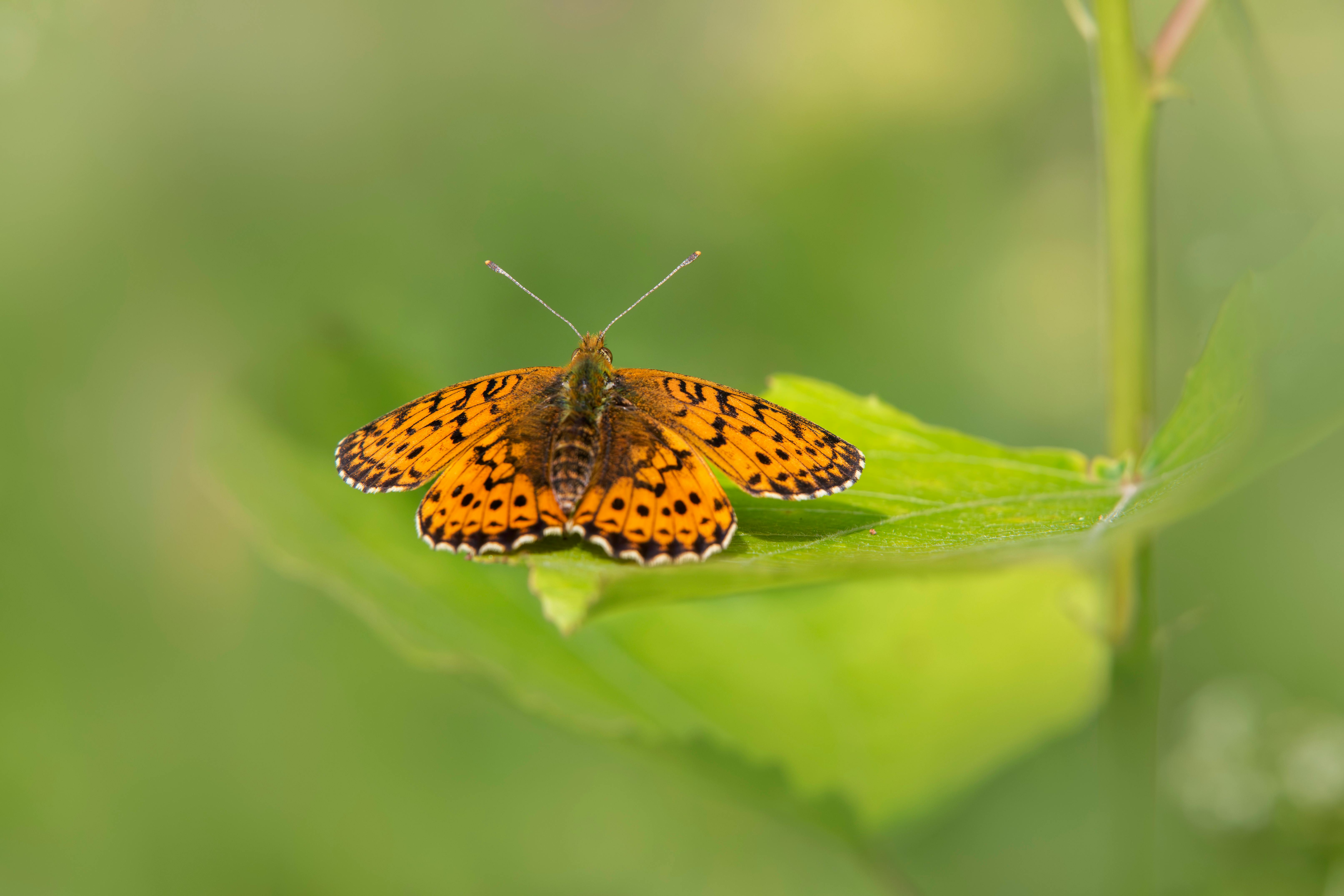 A small orange butterfly sitting on a leaf · Free Stock Photo