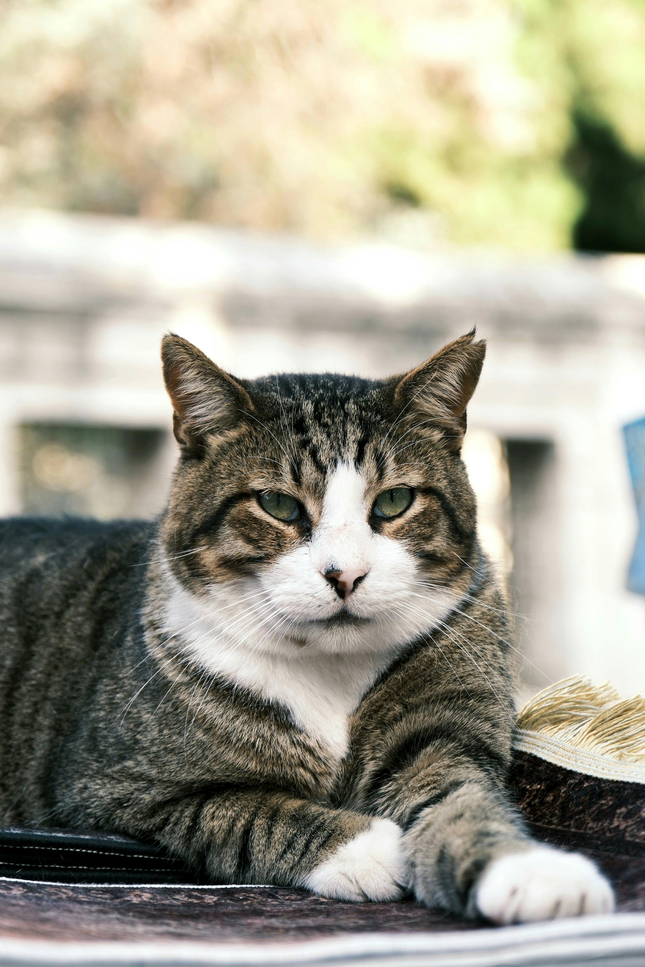 Cat Portre · Free Stock Photo